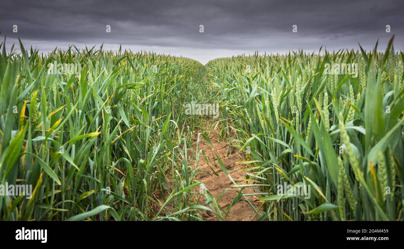 Wheat crop growing in hard dry conditions Stock Photo - Alamy