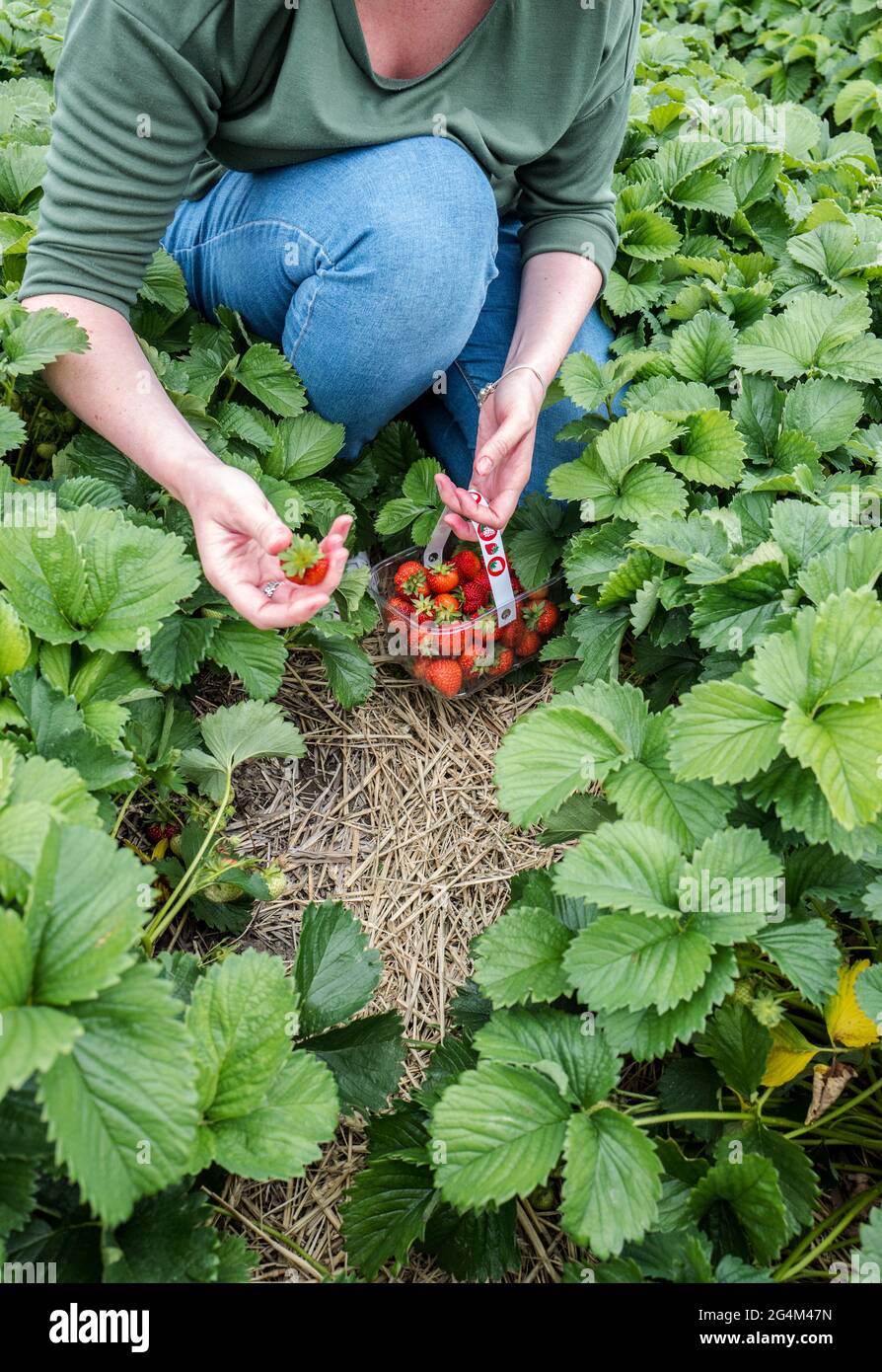 Pick your own strawberry fruit farm Stock Photo - Alamy