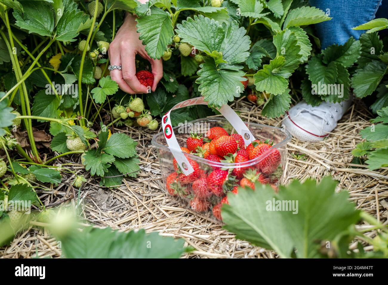 Pick your own strawberry fruit farm Stock Photo - Alamy