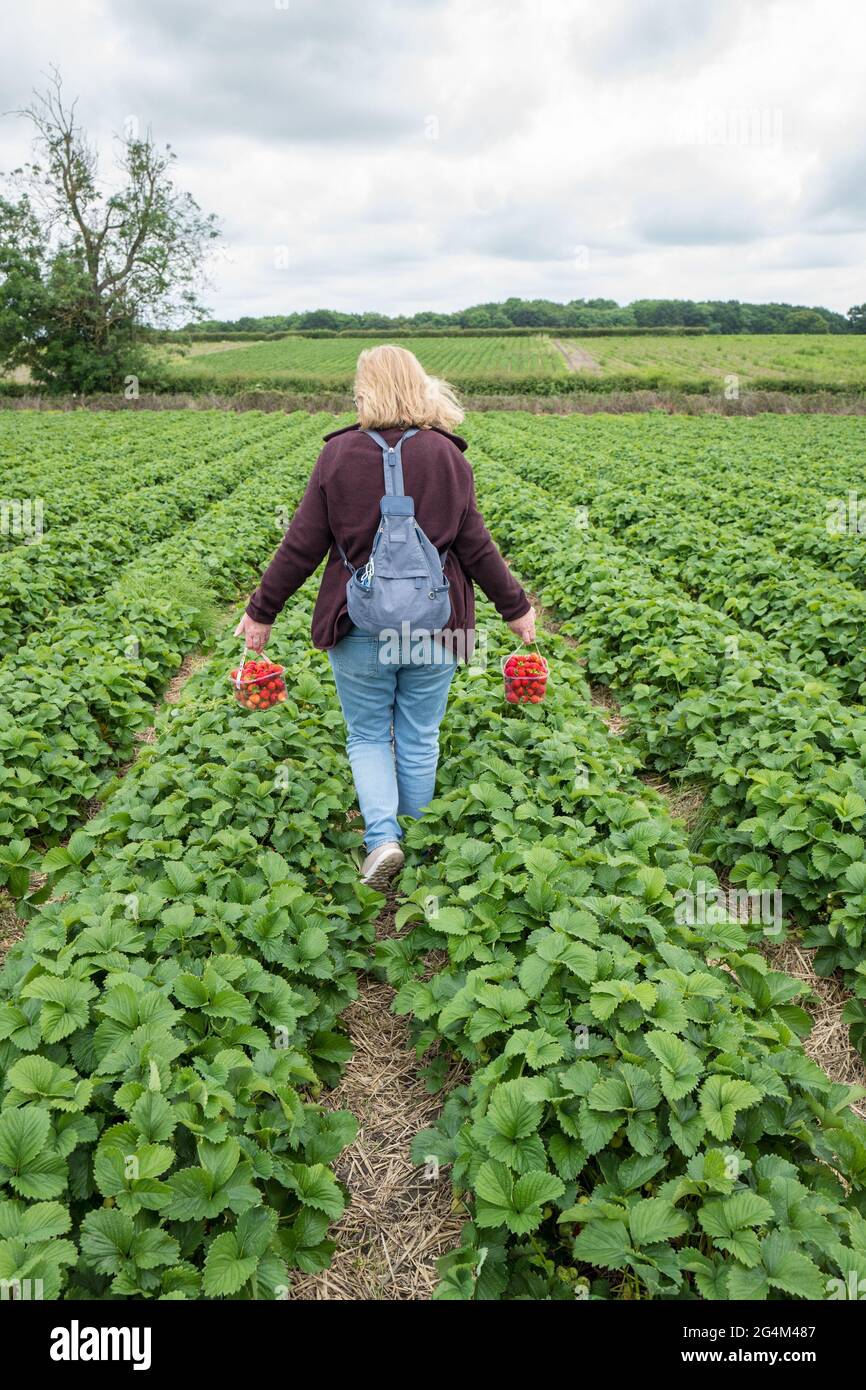 Fresh to pick fruit hi-res stock photography and images - Alamy