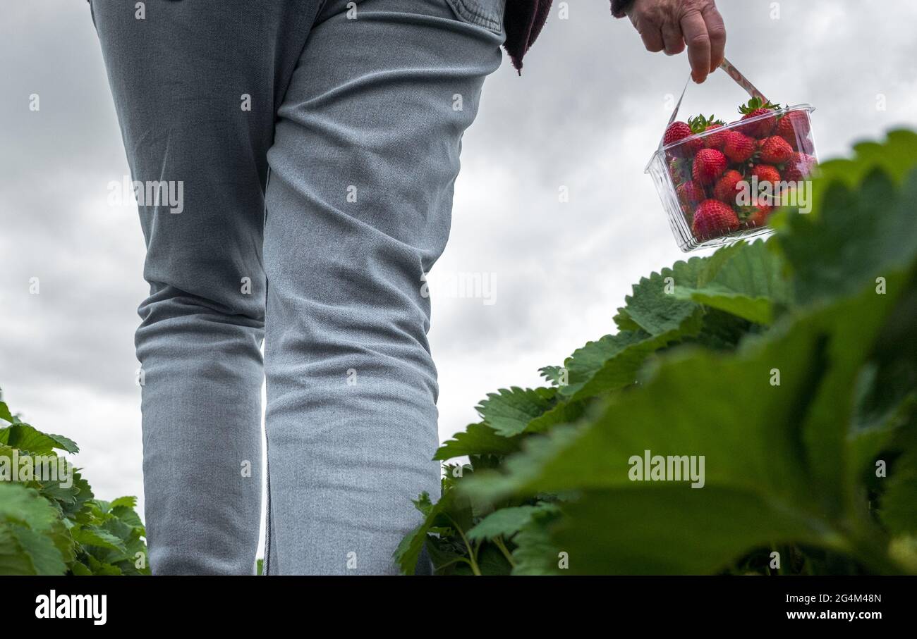 Pick your own strawberry fruit farm Stock Photo - Alamy