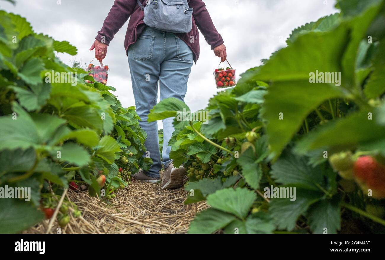 Pick your own strawberry fruit farm Stock Photo - Alamy