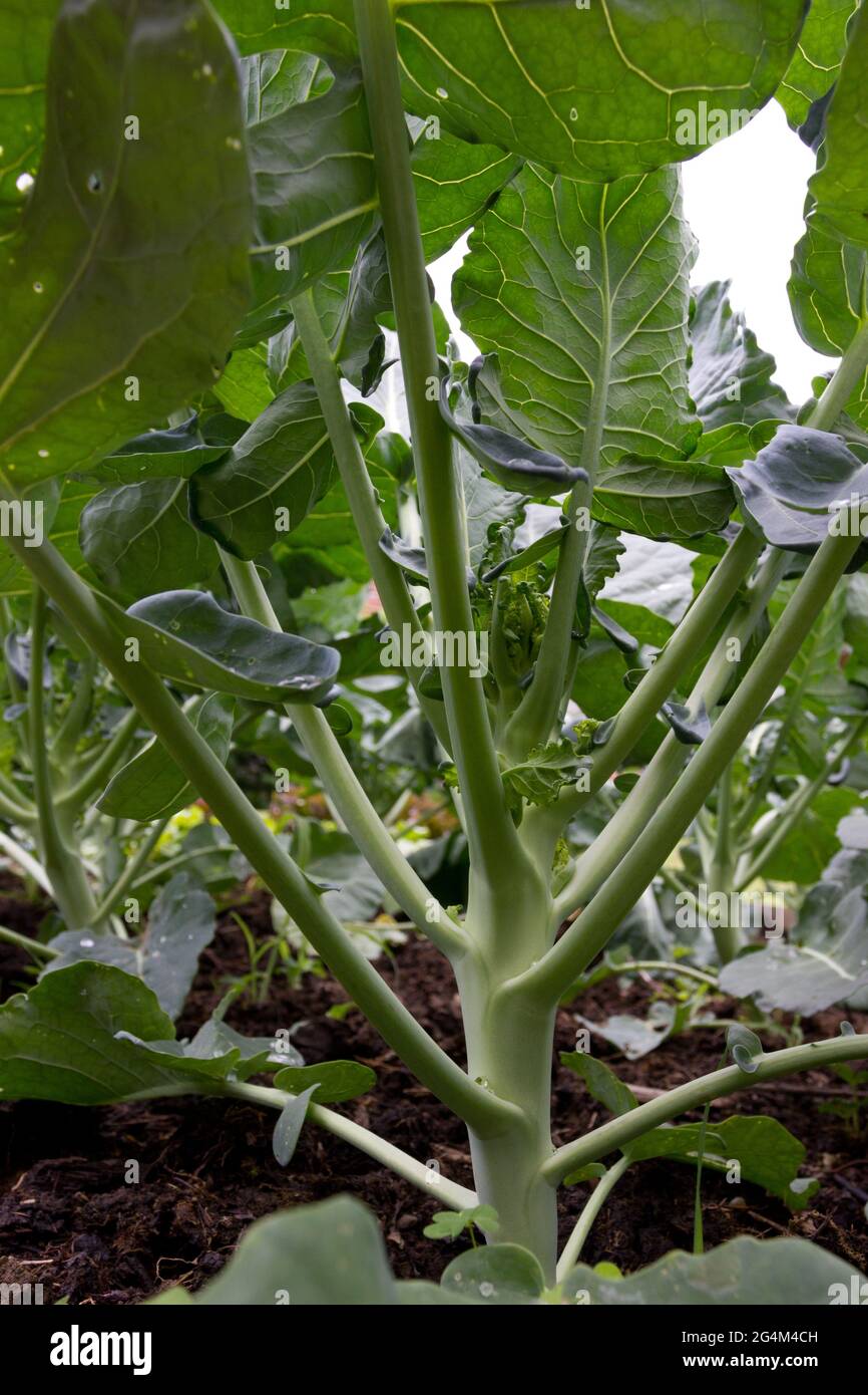 Brassicas hi-res stock photography and images - Alamy