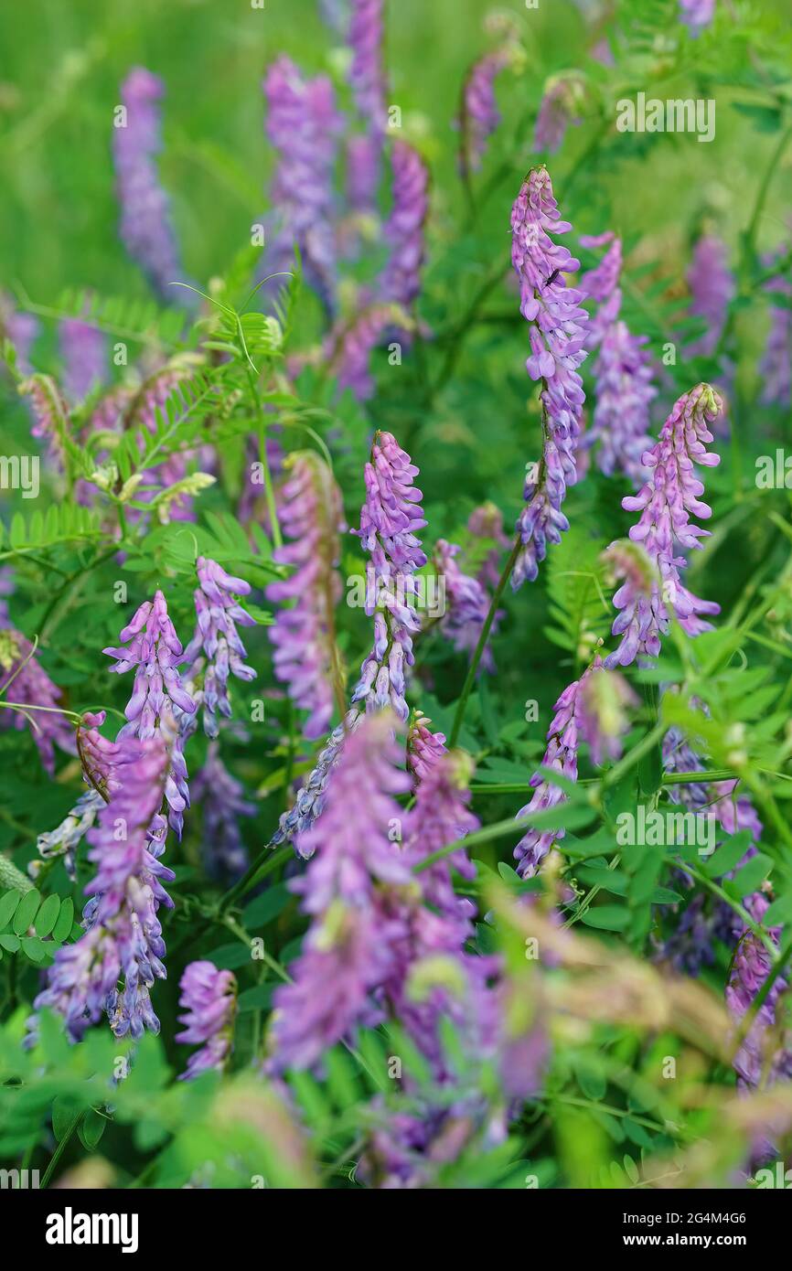 Closeup on an aggregation of purple bird vetch, Vivia cracca amo Stock ...