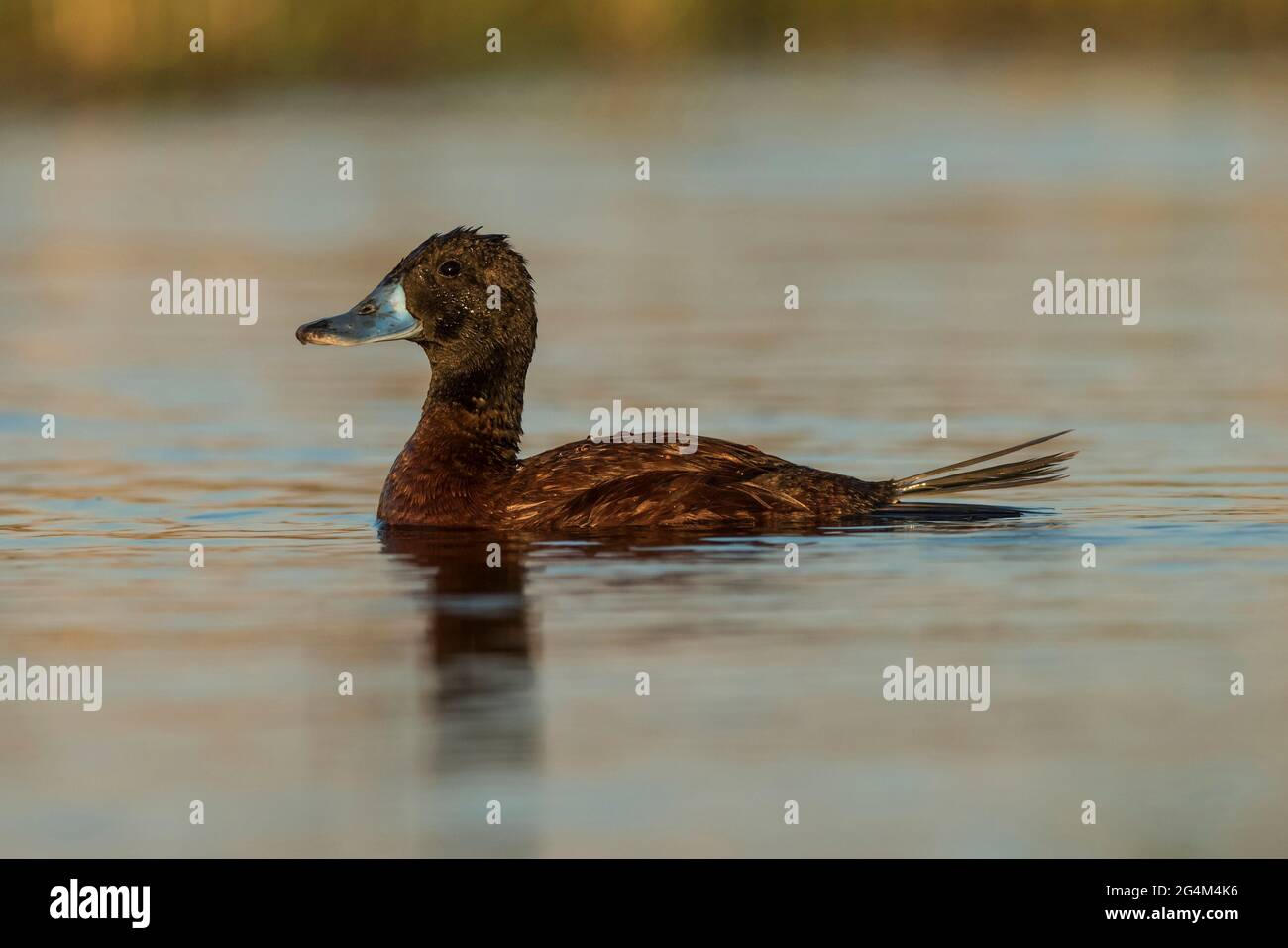 Lake Duck Oxyura vittata swimming in a lagoon, La Pampa Province ...