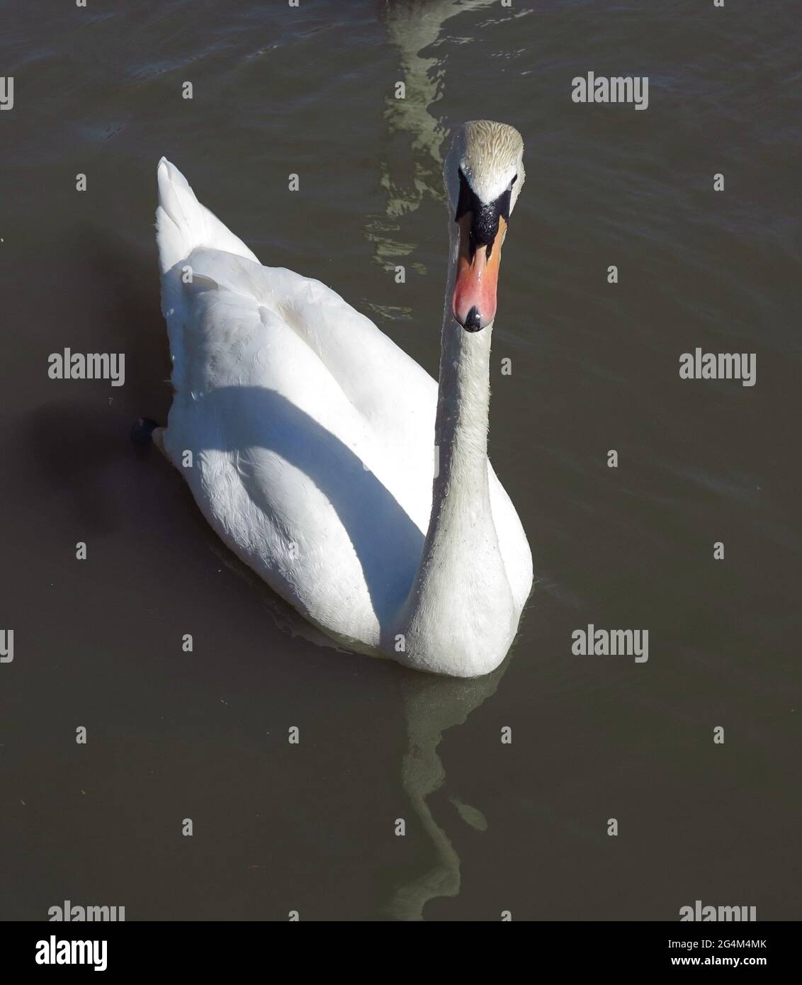 A swan on water, facing camera Stock Photo - Alamy