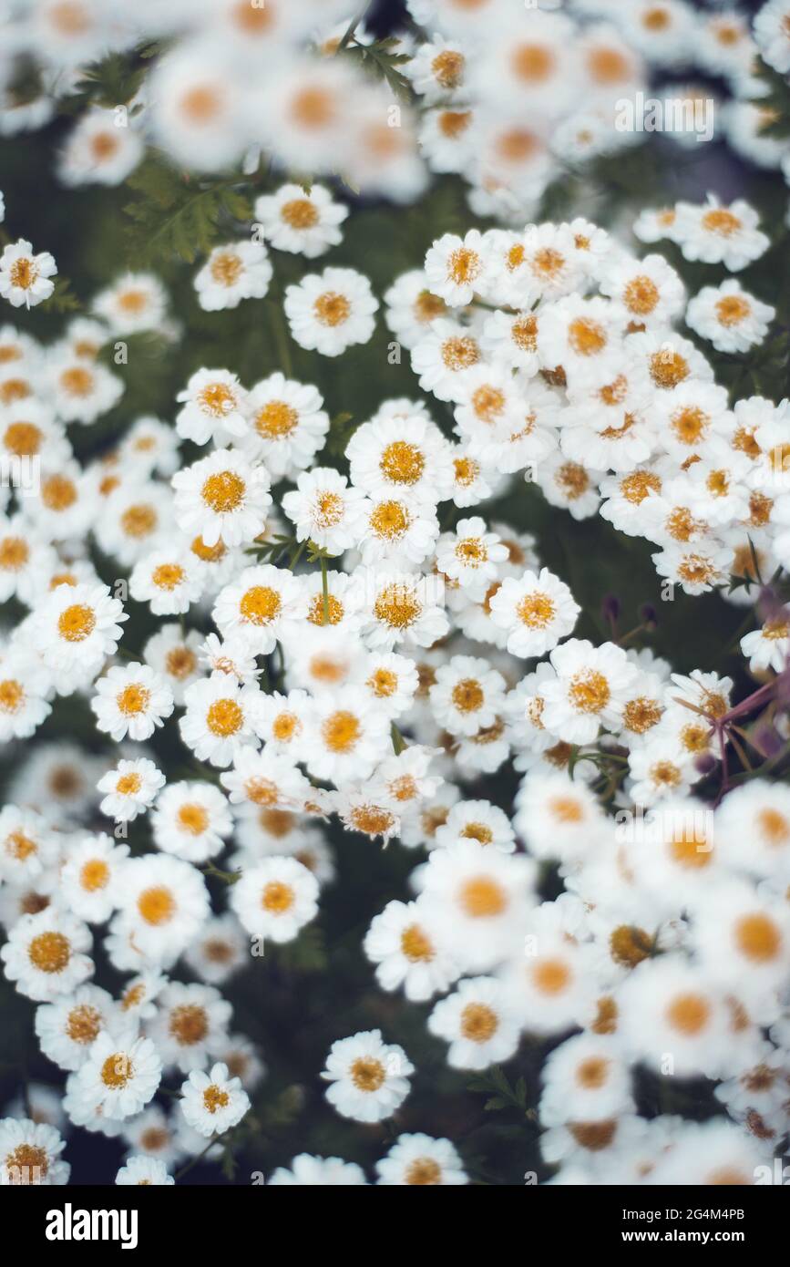 Daisy texture hi-res stock photography and images - Alamy