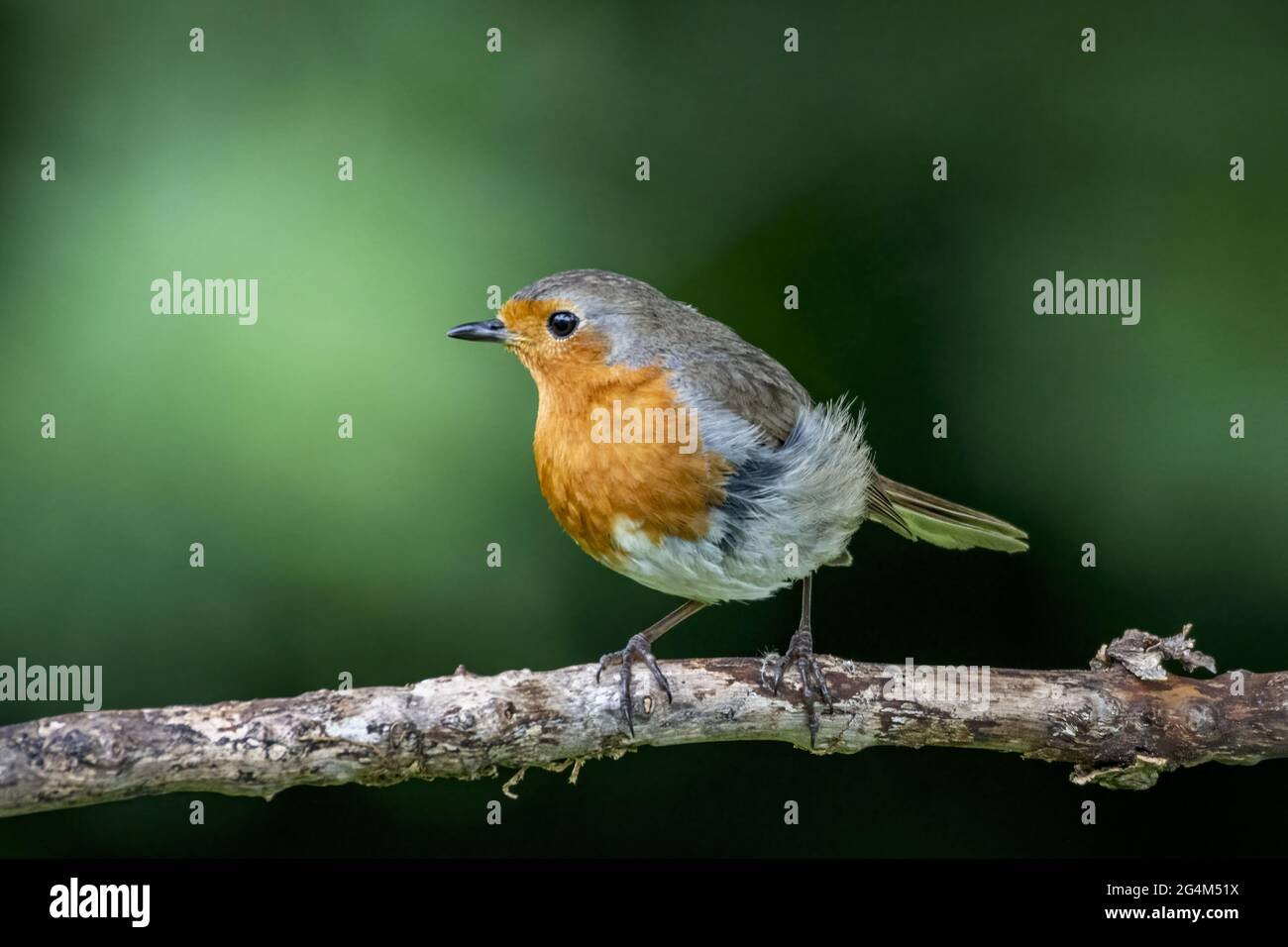 Goldfinch on a branch with spring blossom hi-res stock photography and ...