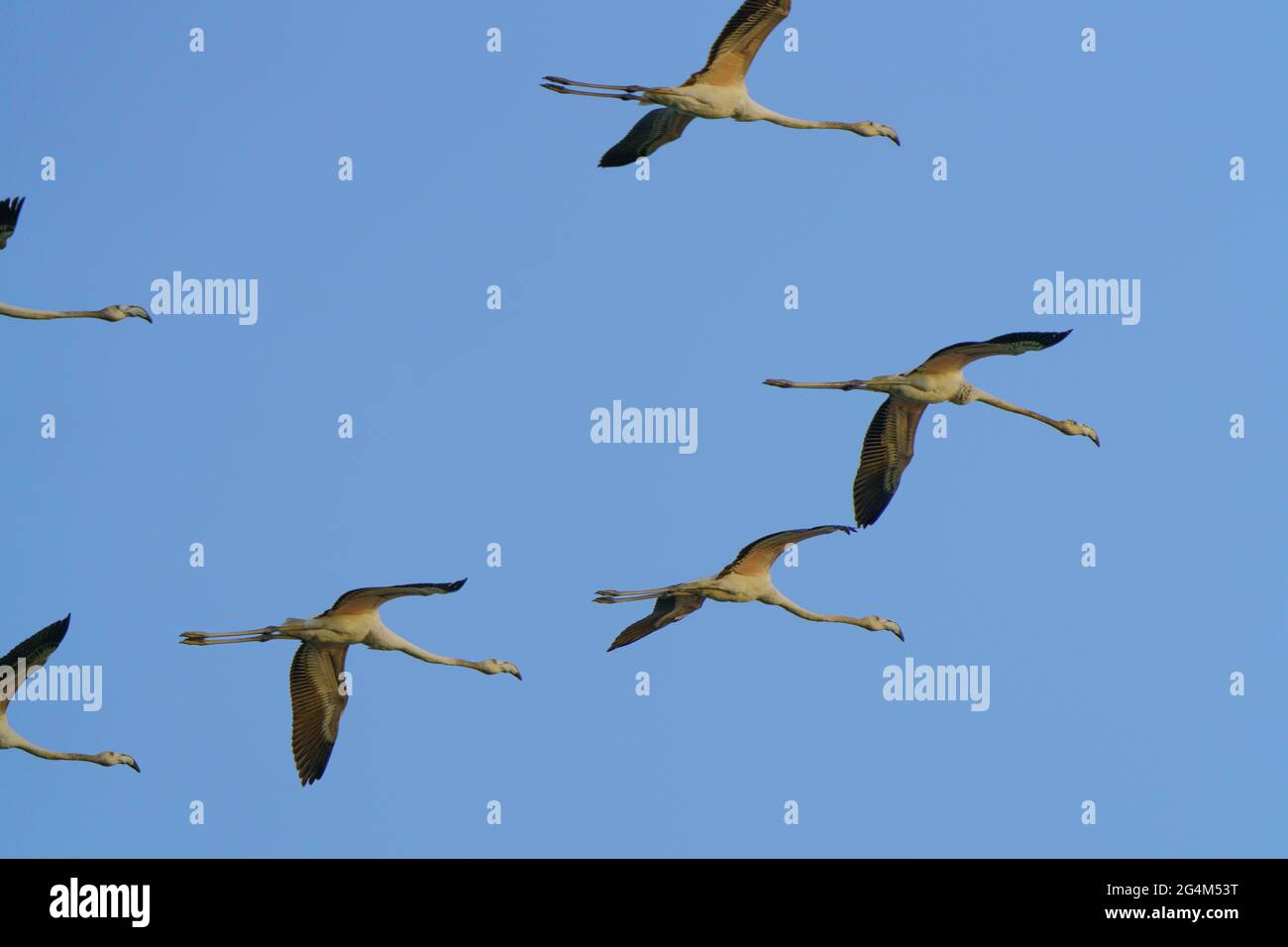 Cranes long beak hi-res stock photography and images - Alamy