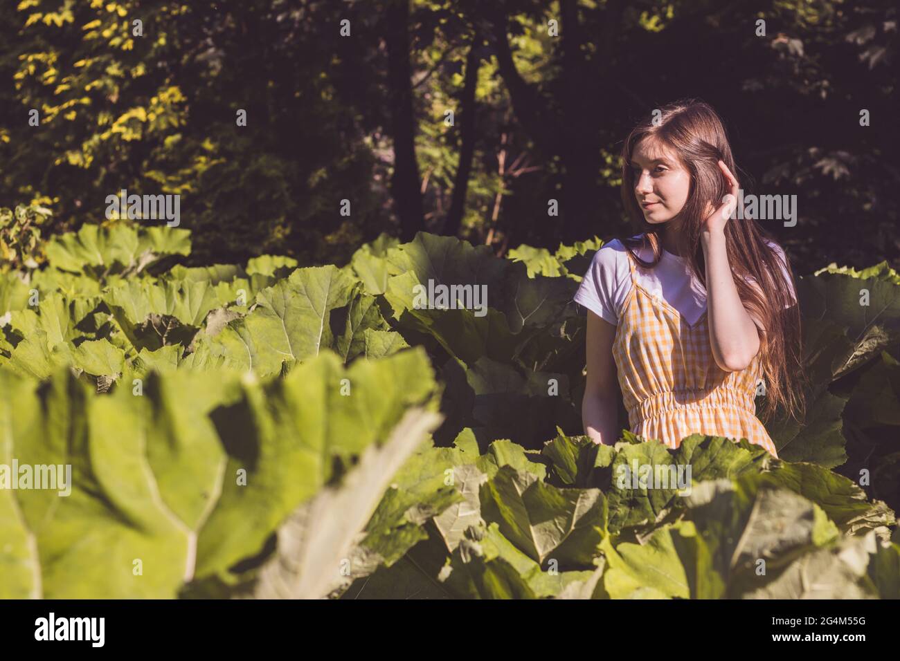 Burdocks High Resolution Stock Photography and Images - Alamy