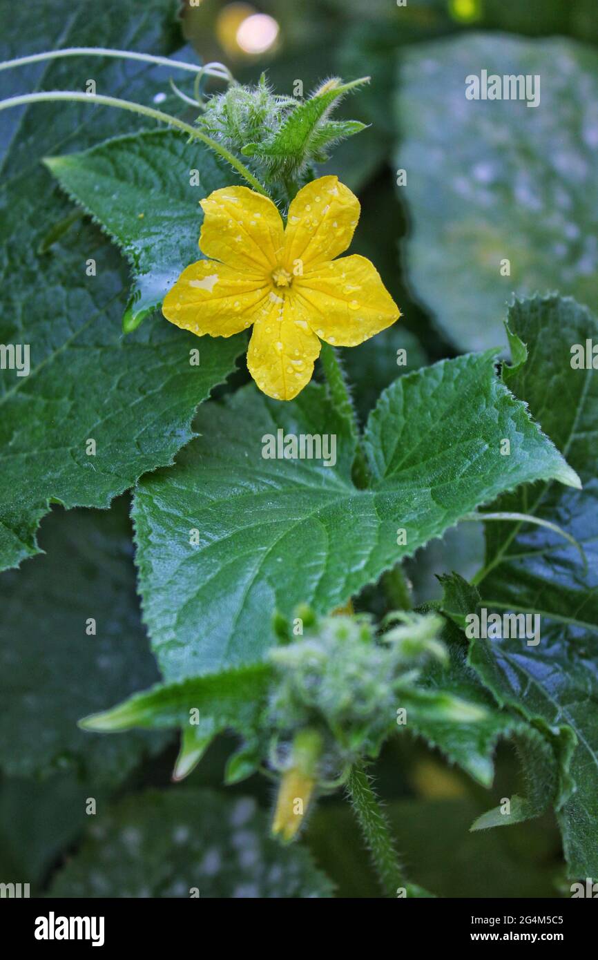 Green squash plant flowers growing in the backyard vegetable garden on ...