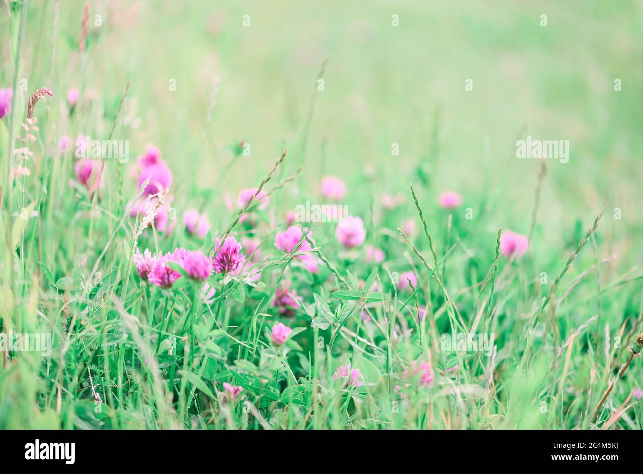 Clower flower hi-res stock photography and images - Alamy