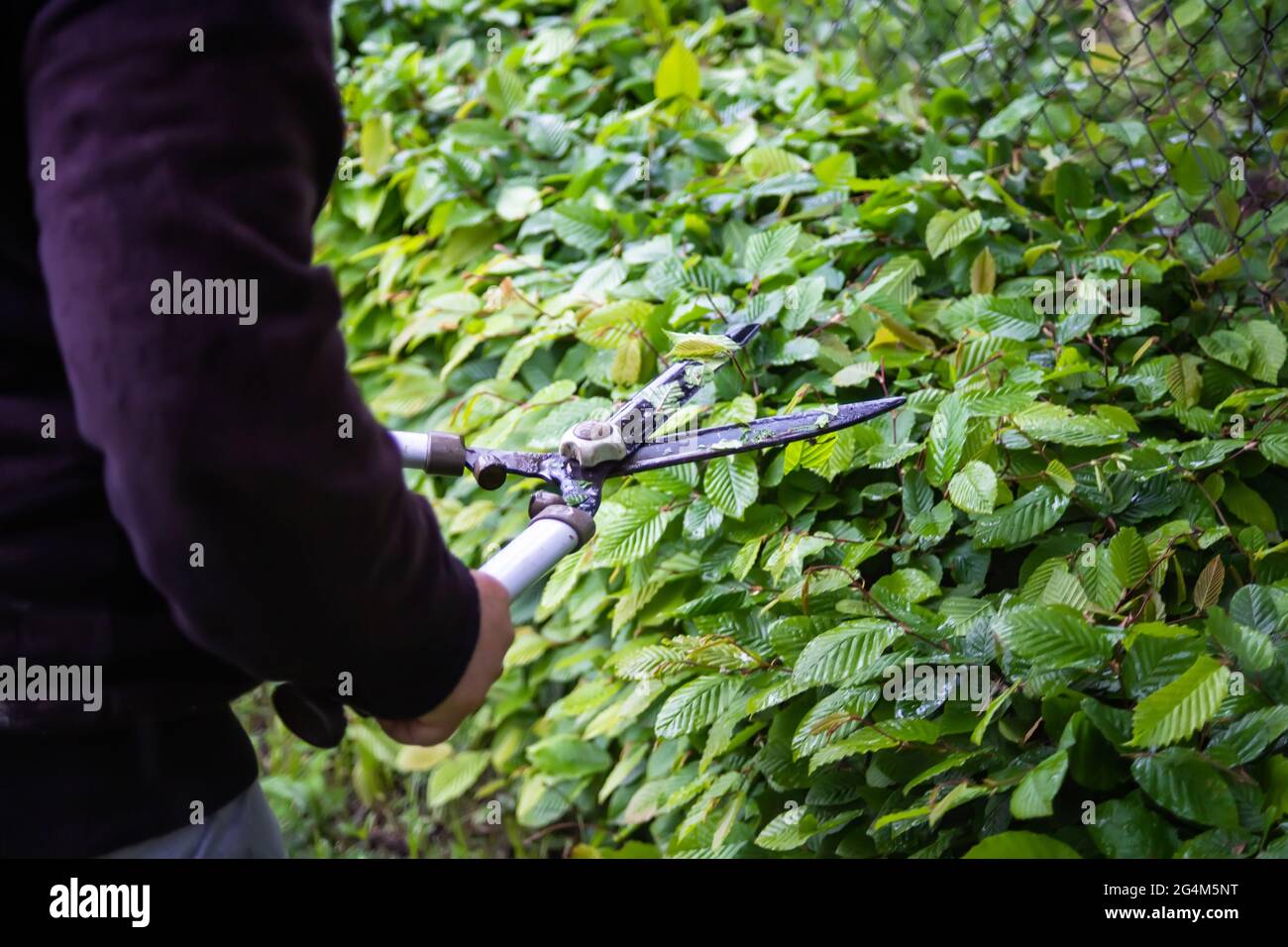 Garden scissors hand cut leaves on bushes. Formation of crown of ...