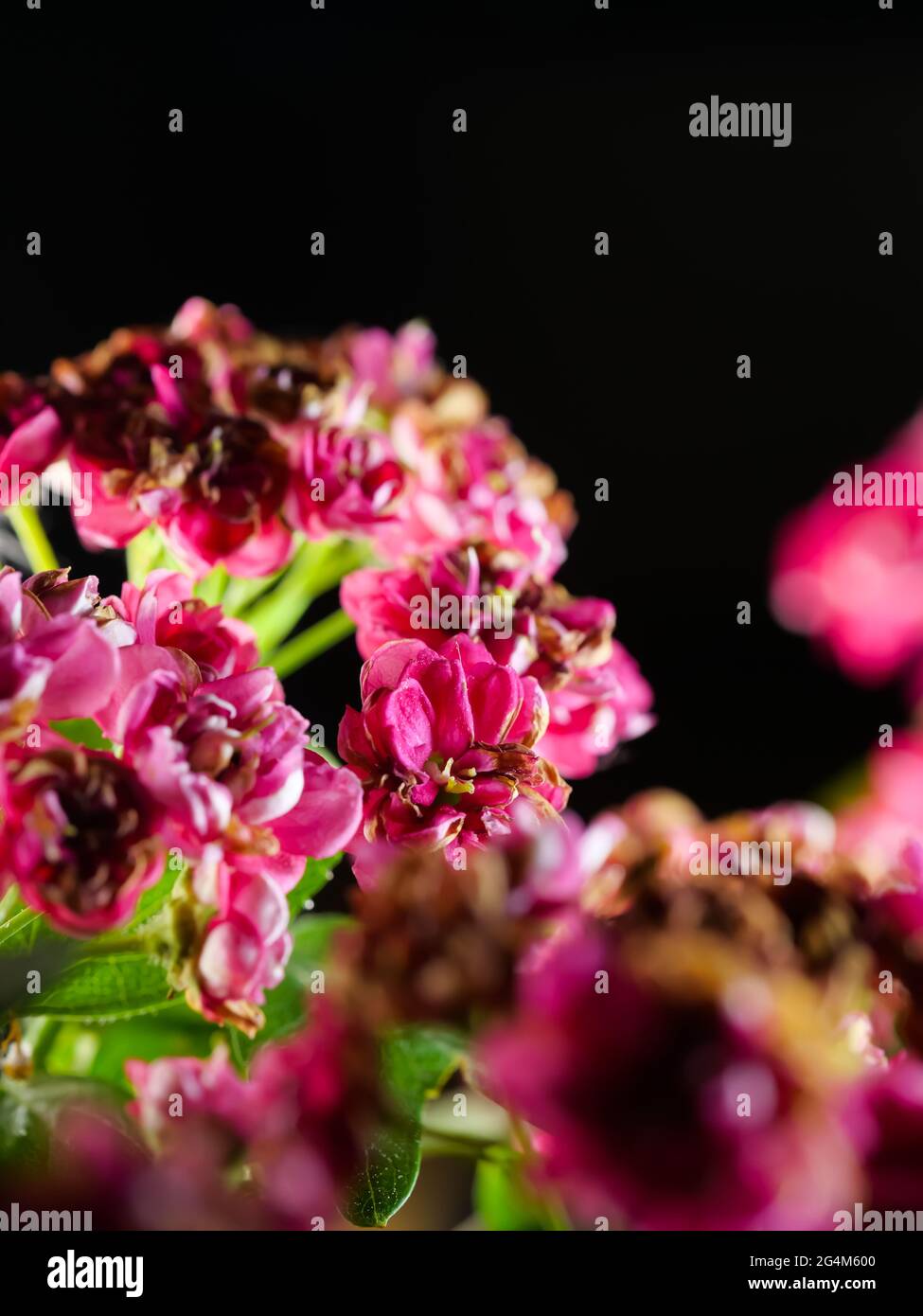 Browning petals hi-res stock photography and images - Alamy