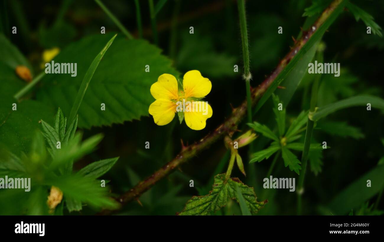 Cinquefoil flower hi-res stock photography and images - Alamy