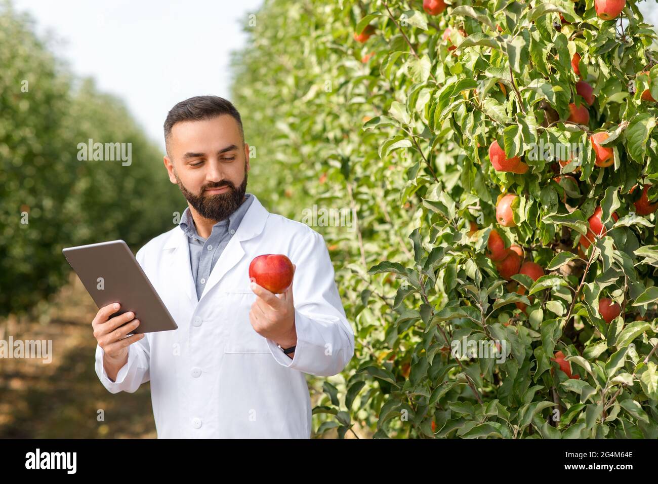 Checking fruits on organic farm with modern devices Stock Photo - Alamy