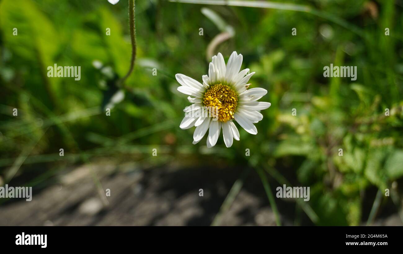 Closeup oxeye daisy flower hi-res stock photography and images - Alamy