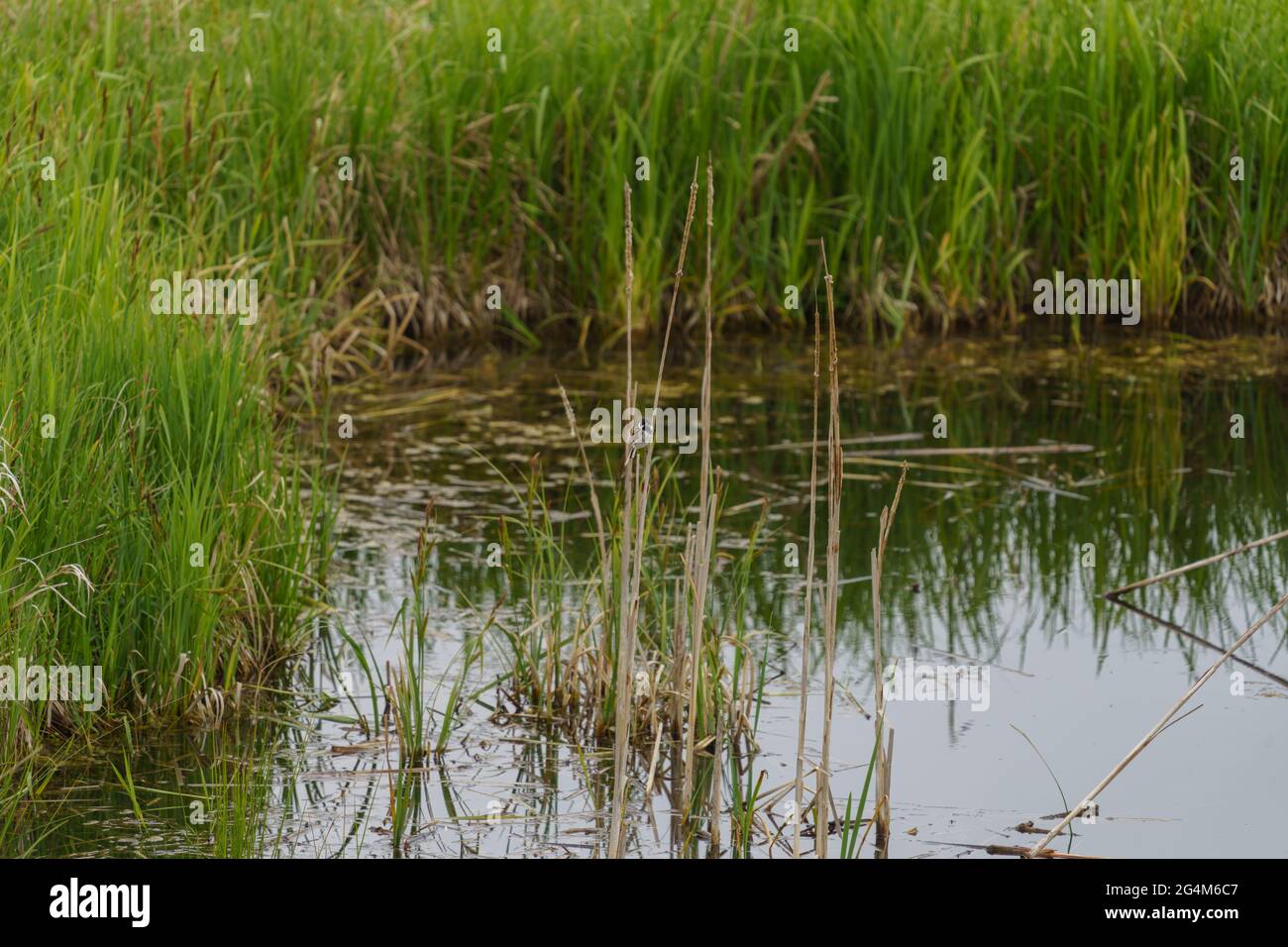 Closeup shot of a swamp in the daytime Stock Photo - Alamy