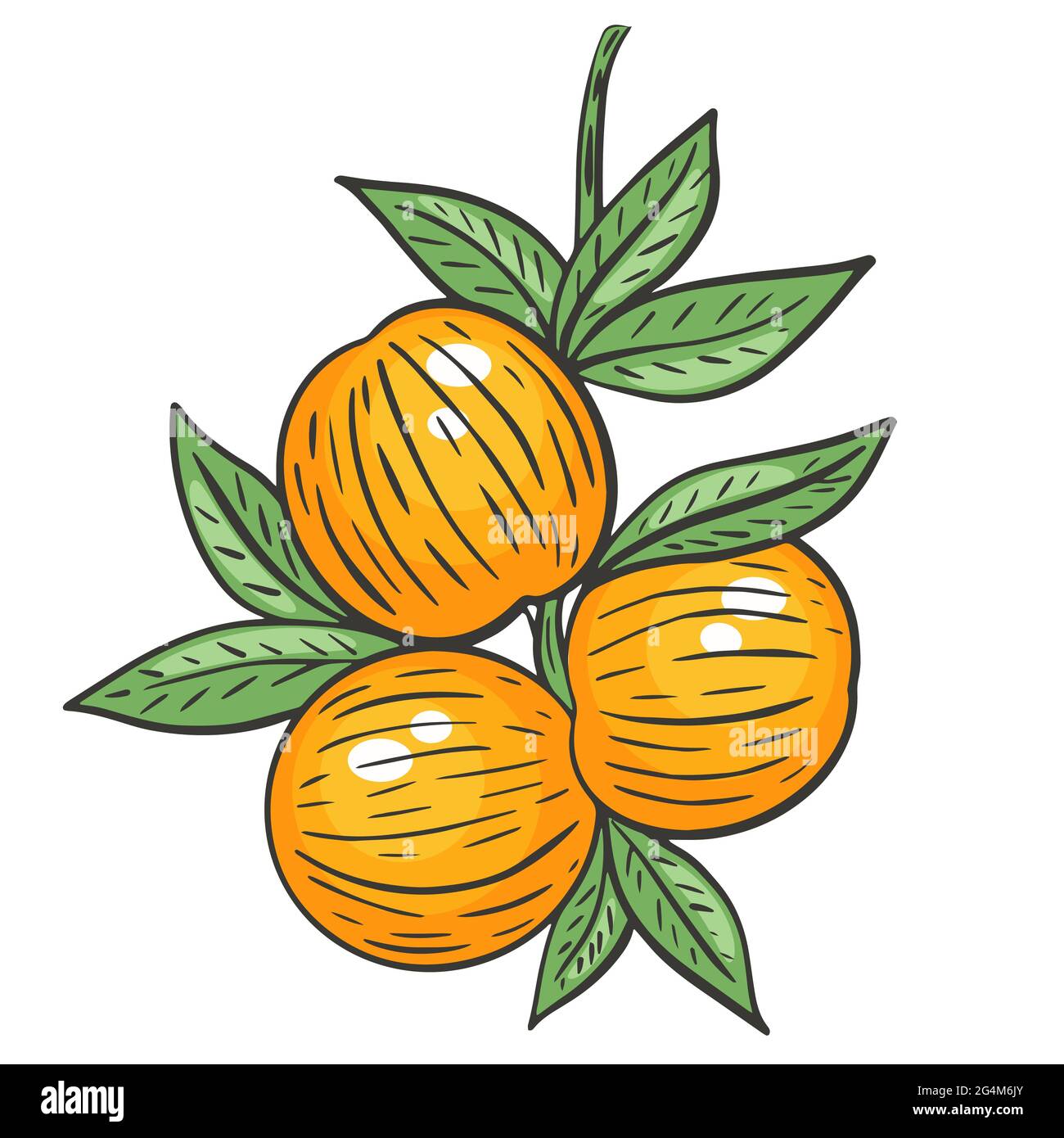 Peach on tree fruit Stock Vector Images - Alamy