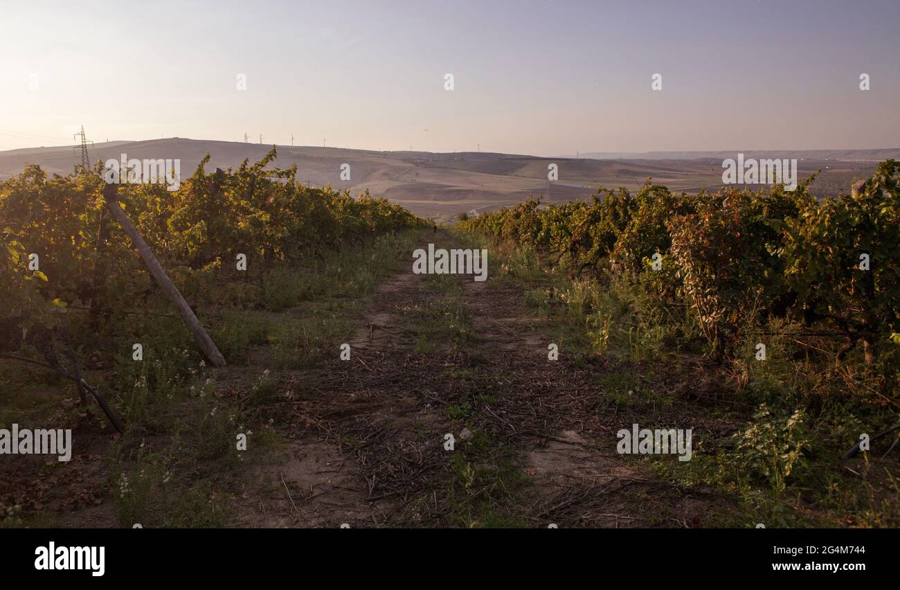 Barile hi-res stock photography and images - Alamy