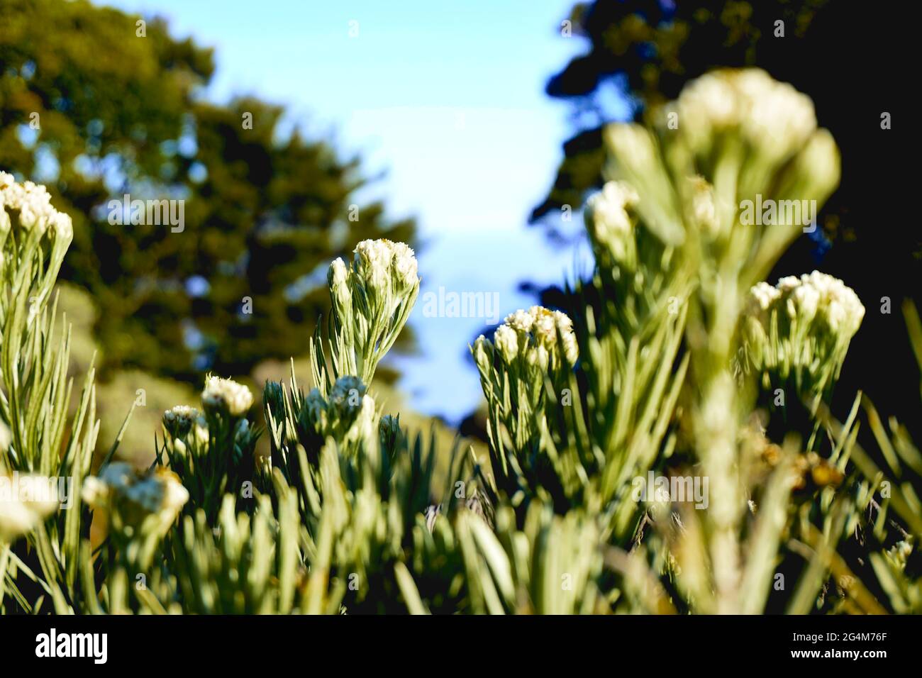 Selective focus of white wildflowers in the meadow Stock Photo - Alamy