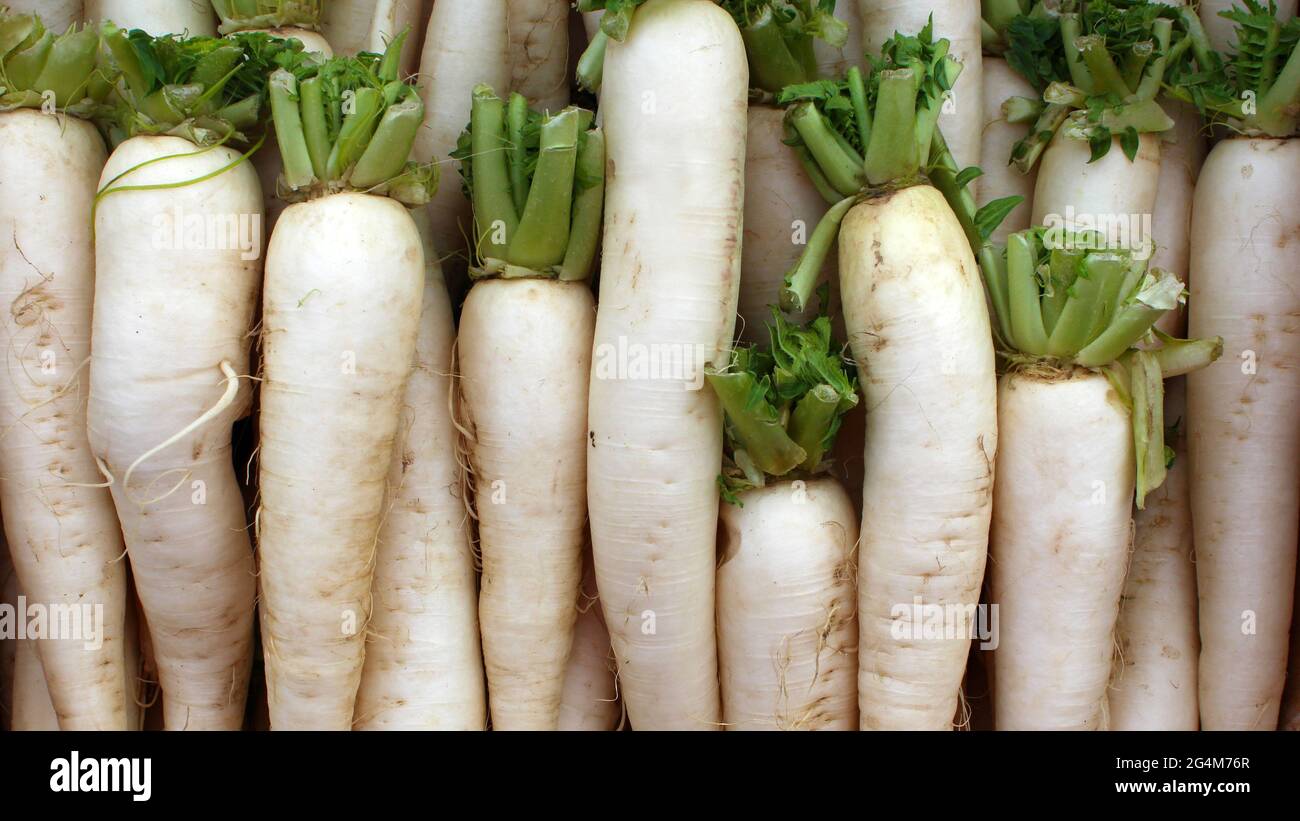 Fresh daikon radish. Daikon root plant. Fresh vegetables, natural ...