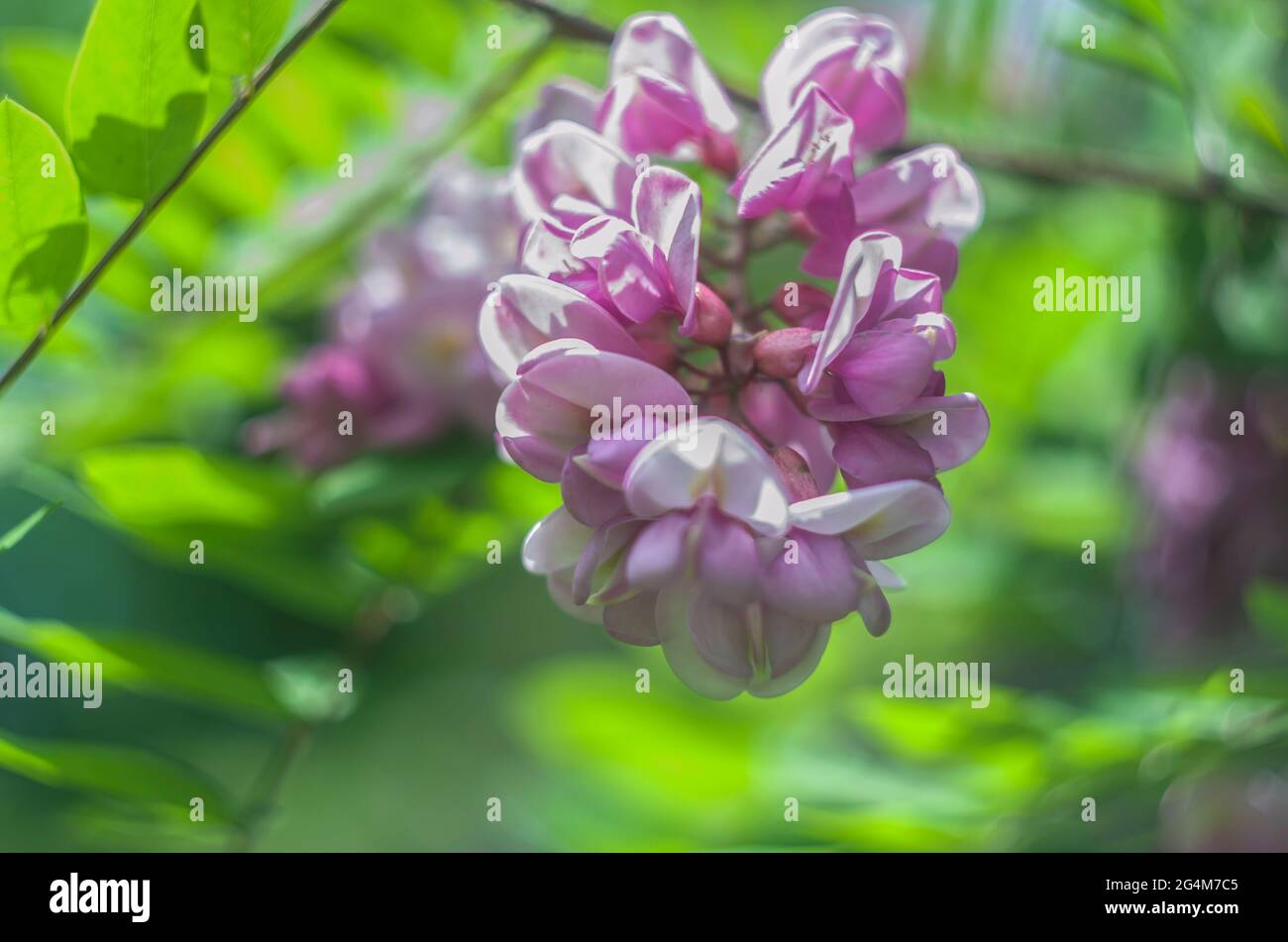 Acacia pink flower bush on a roaring background. Floral summer photo ...