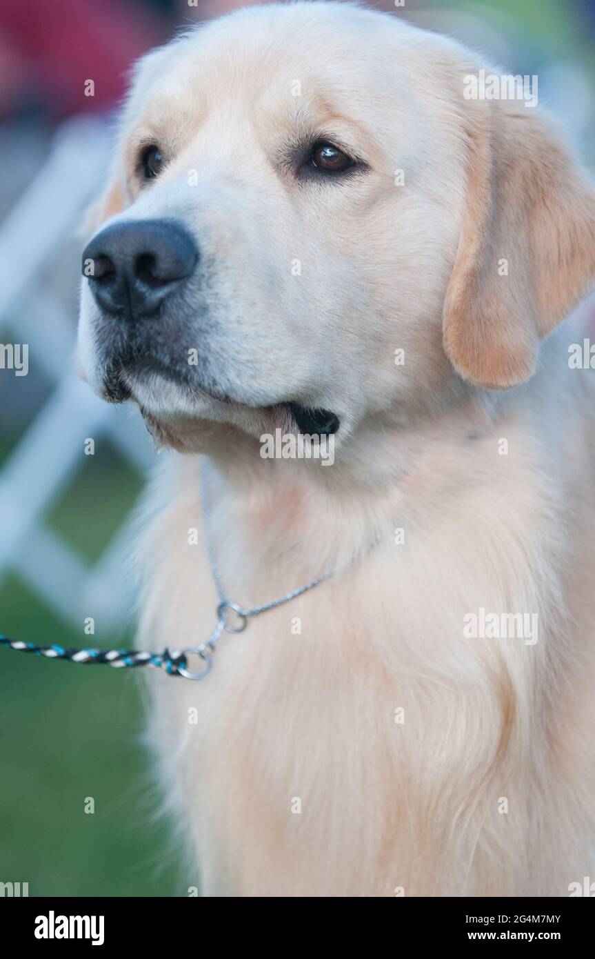 Golden retriever face hi-res stock photography and images - Alamy