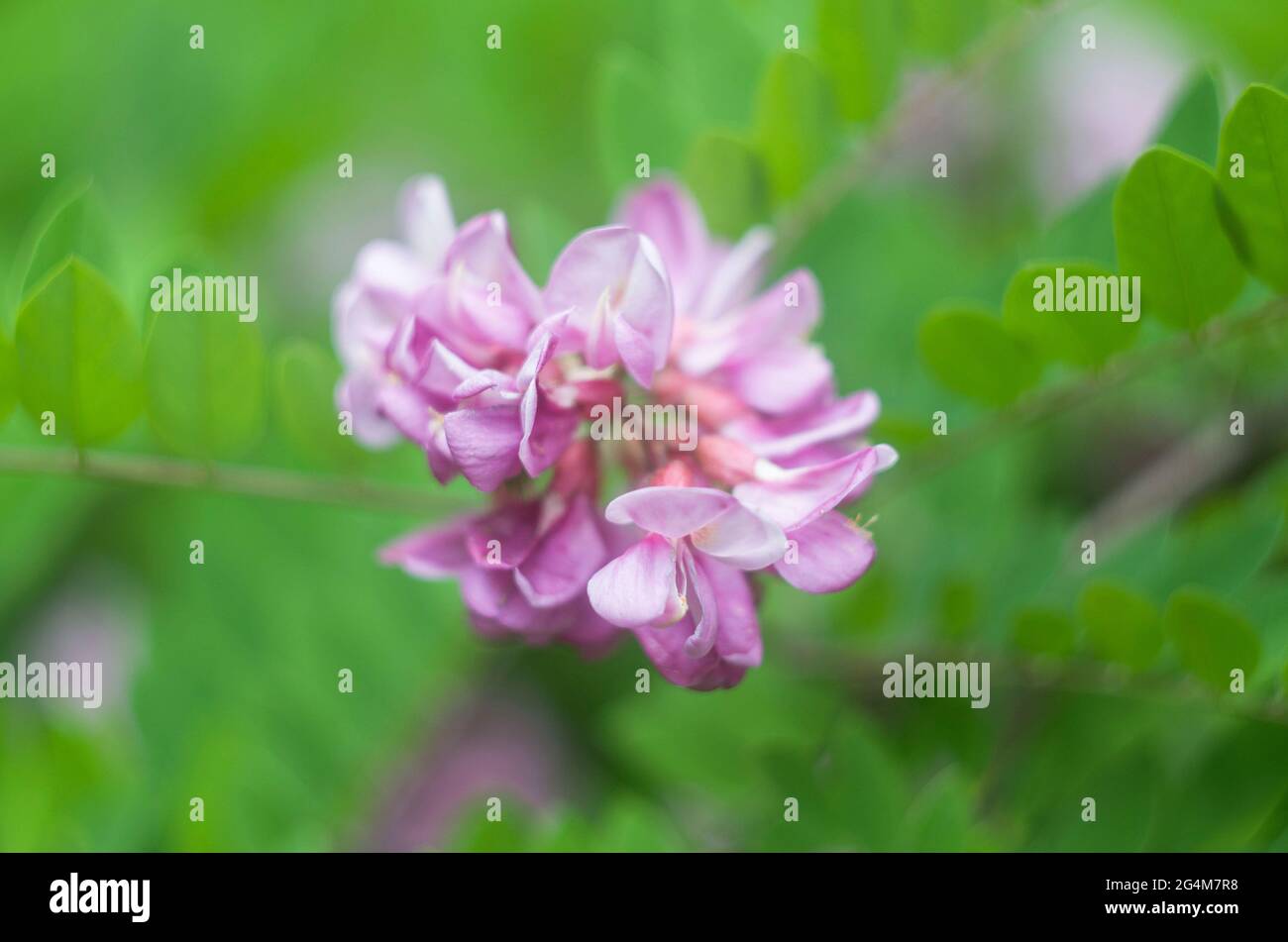 Acacia pink flower bush on a roaring background. Floral summer photo ...