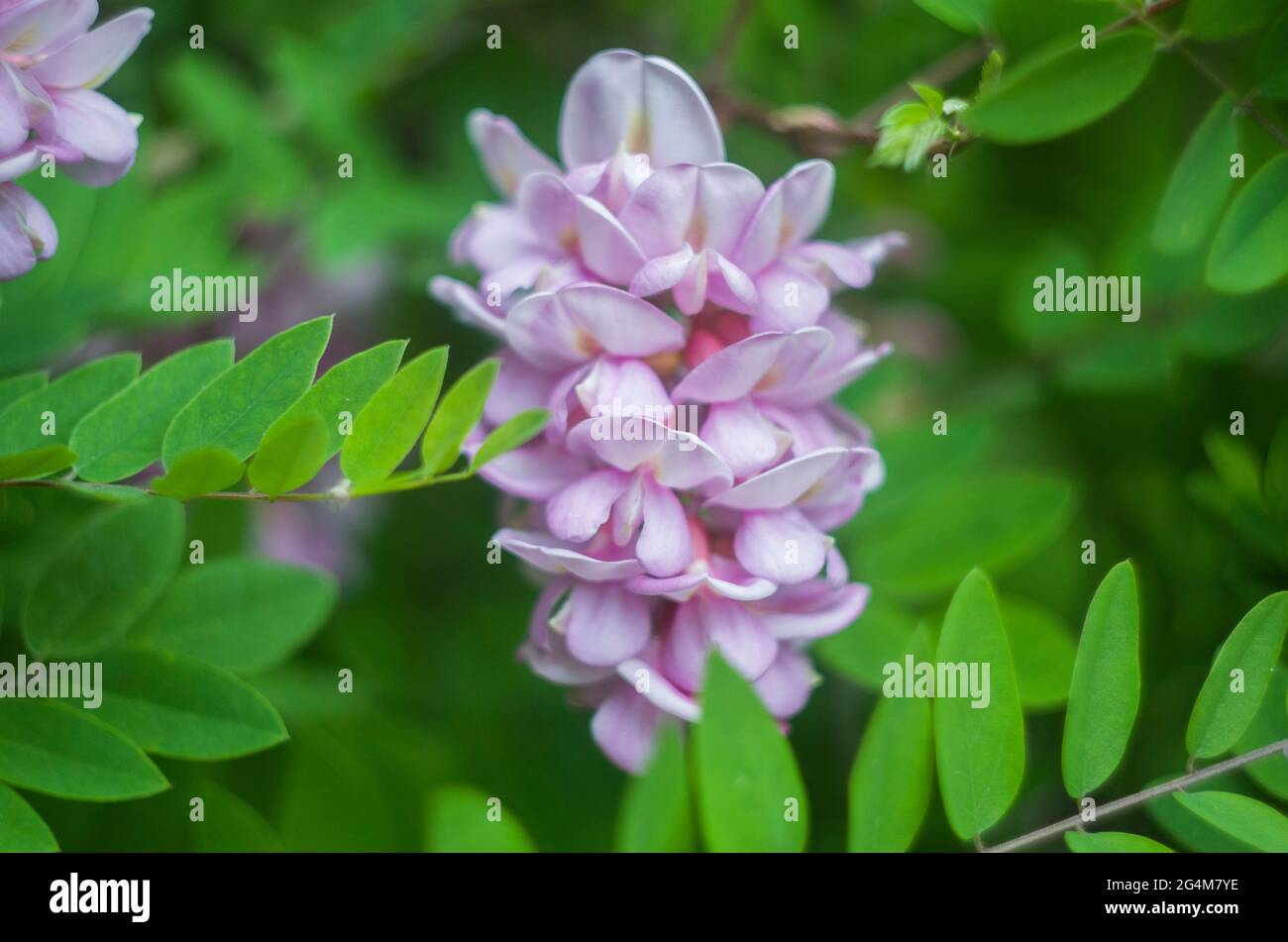 Acacia pink flower bush on a roaring background. Floral summer photo ...