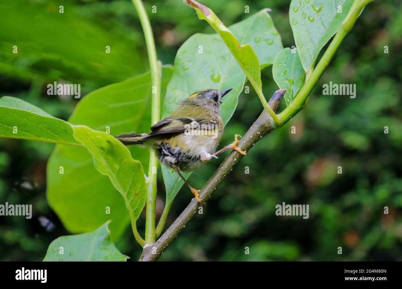 Goldcrest bird hi-res stock photography and images - Alamy