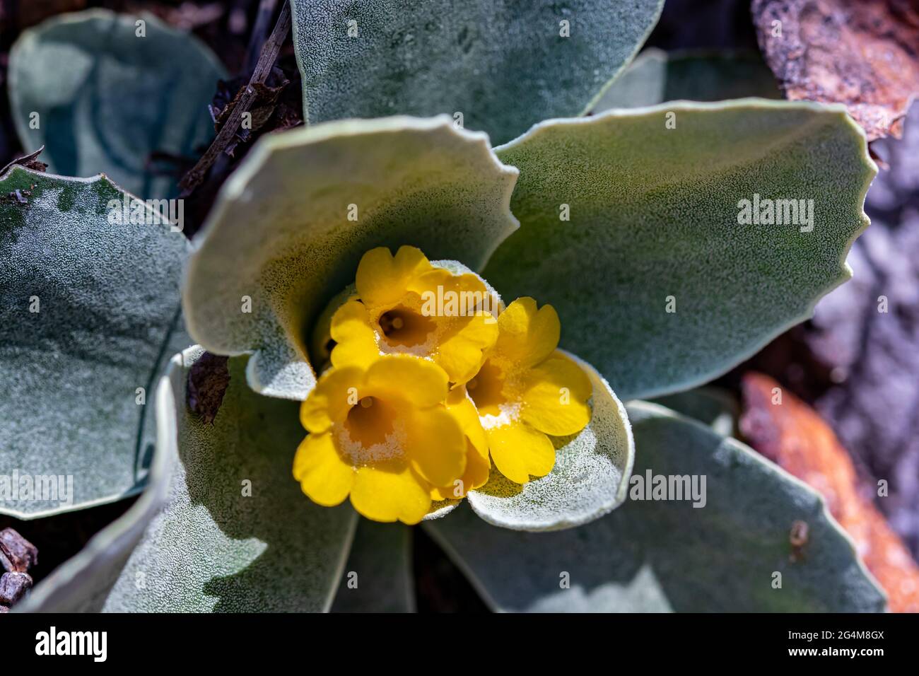 Bears ear plant hi-res stock photography and images - Alamy