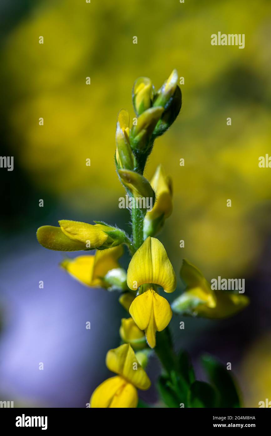 Genista tinctoria growing in the forest, macro Stock Photo - Alamy