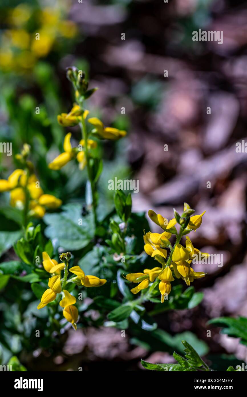 Genista tinctoria growing in the forest, close up Stock Photo - Alamy