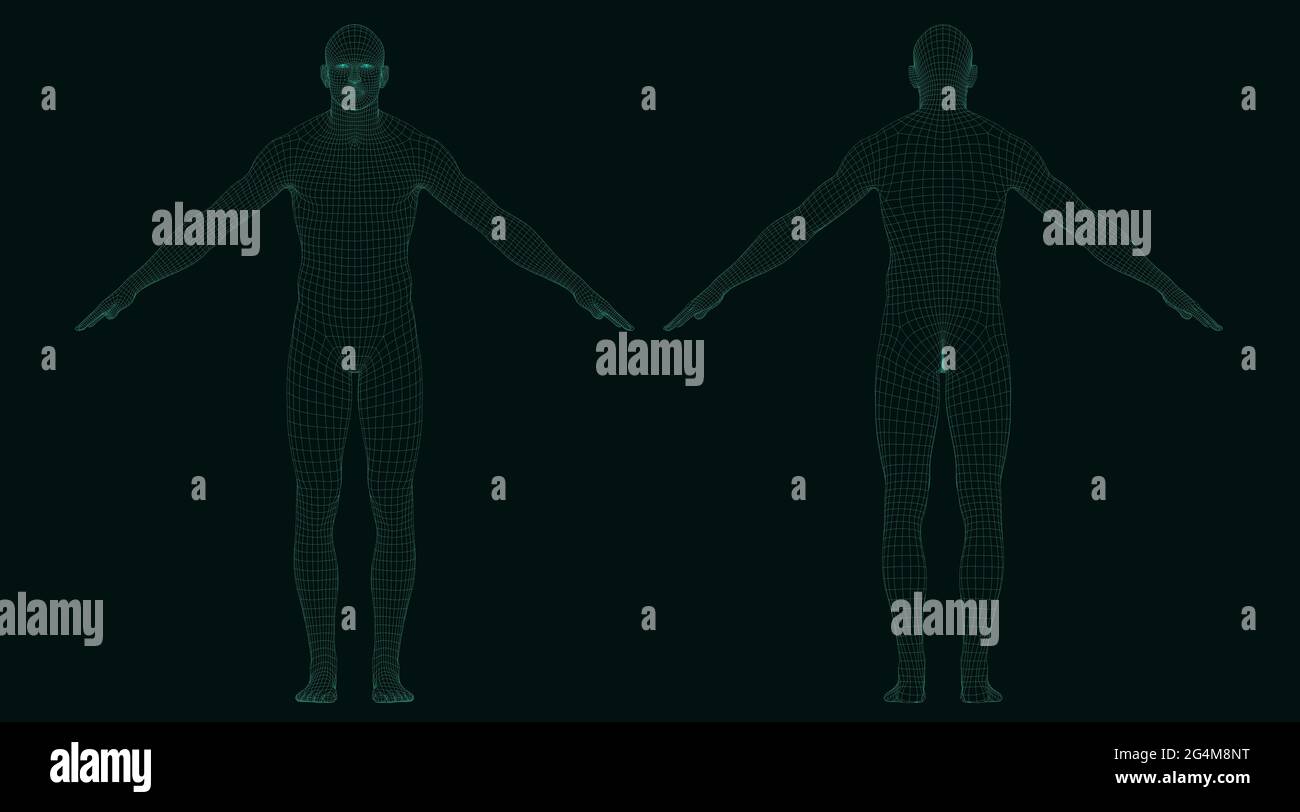 Human body model - illustration - front and back view Stock Photo - Alamy