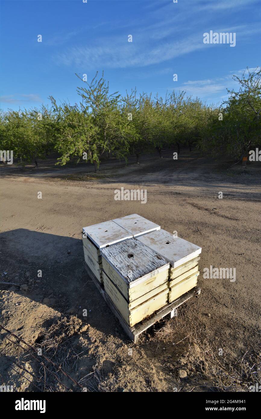 Bee hives for agricultural pollination of crops during the hive death ...