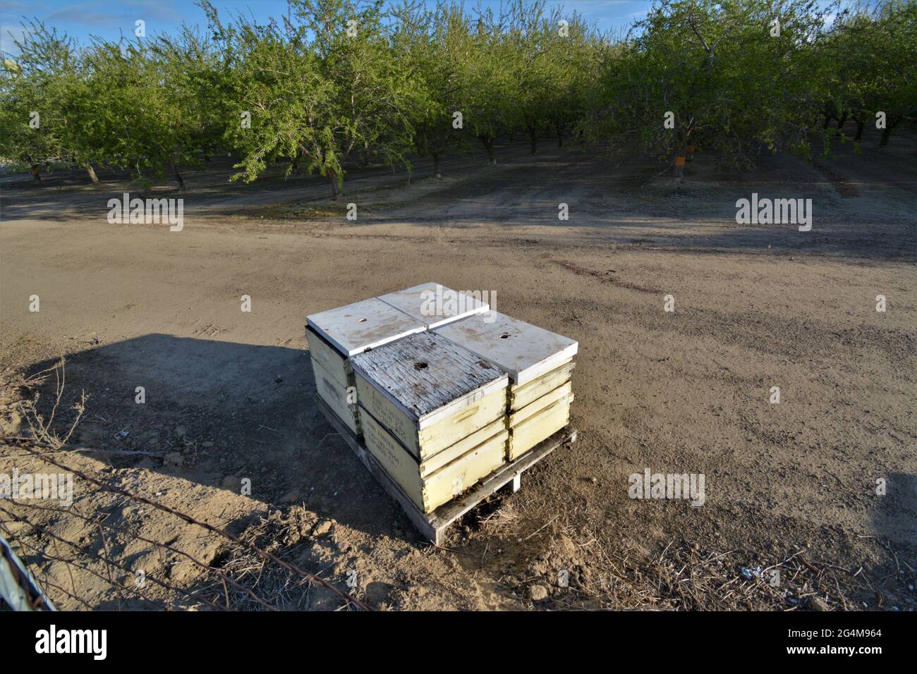 Bee hives for agricultural pollination of crops during the hive death ...