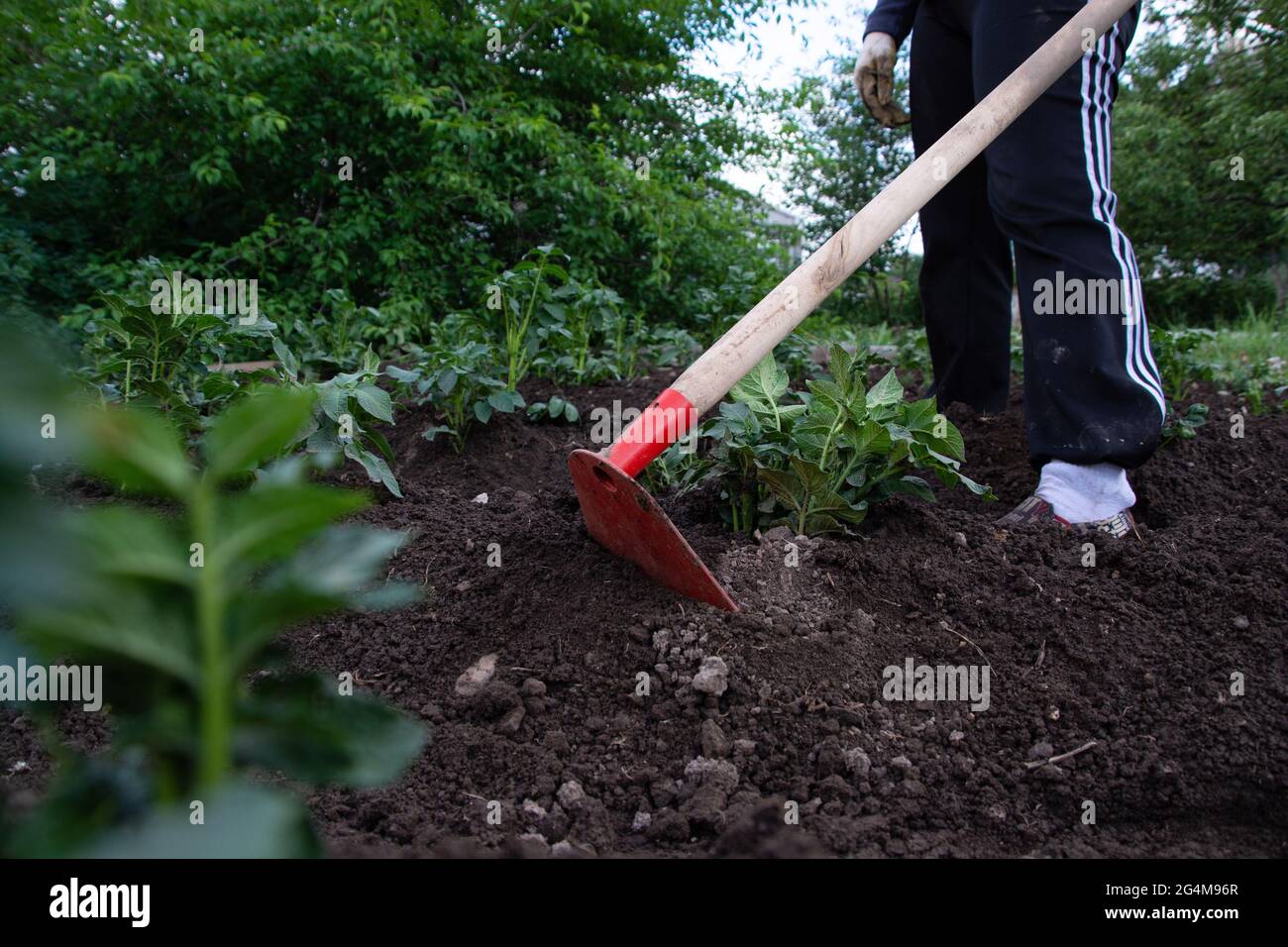 Mature growth potatoes hi-res stock photography and images - Alamy