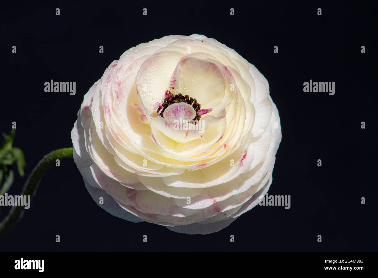 Cream ranunculus hi-res stock photography and images - Alamy