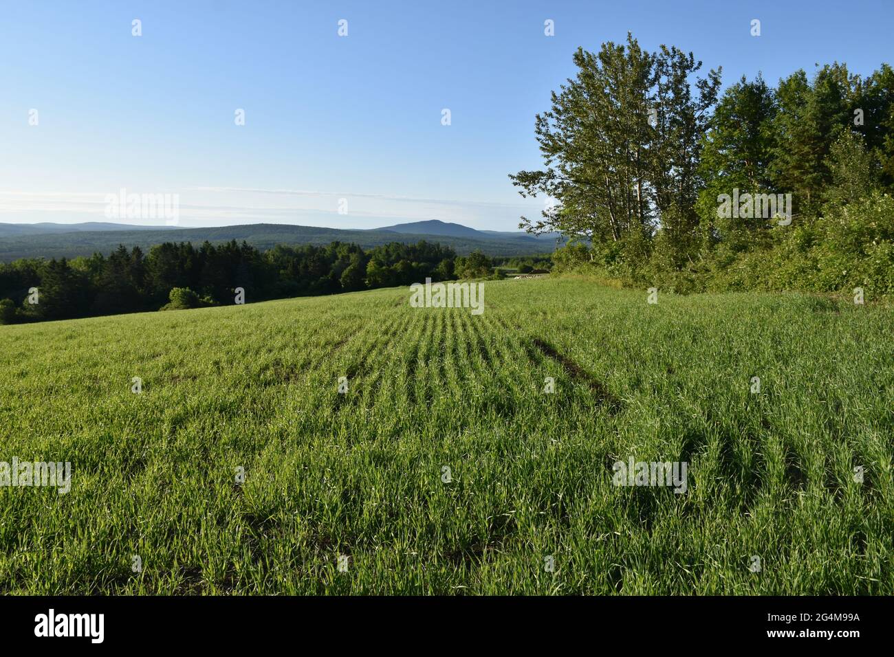 A field in spring after sowing, Québec Stock Photo - Alamy