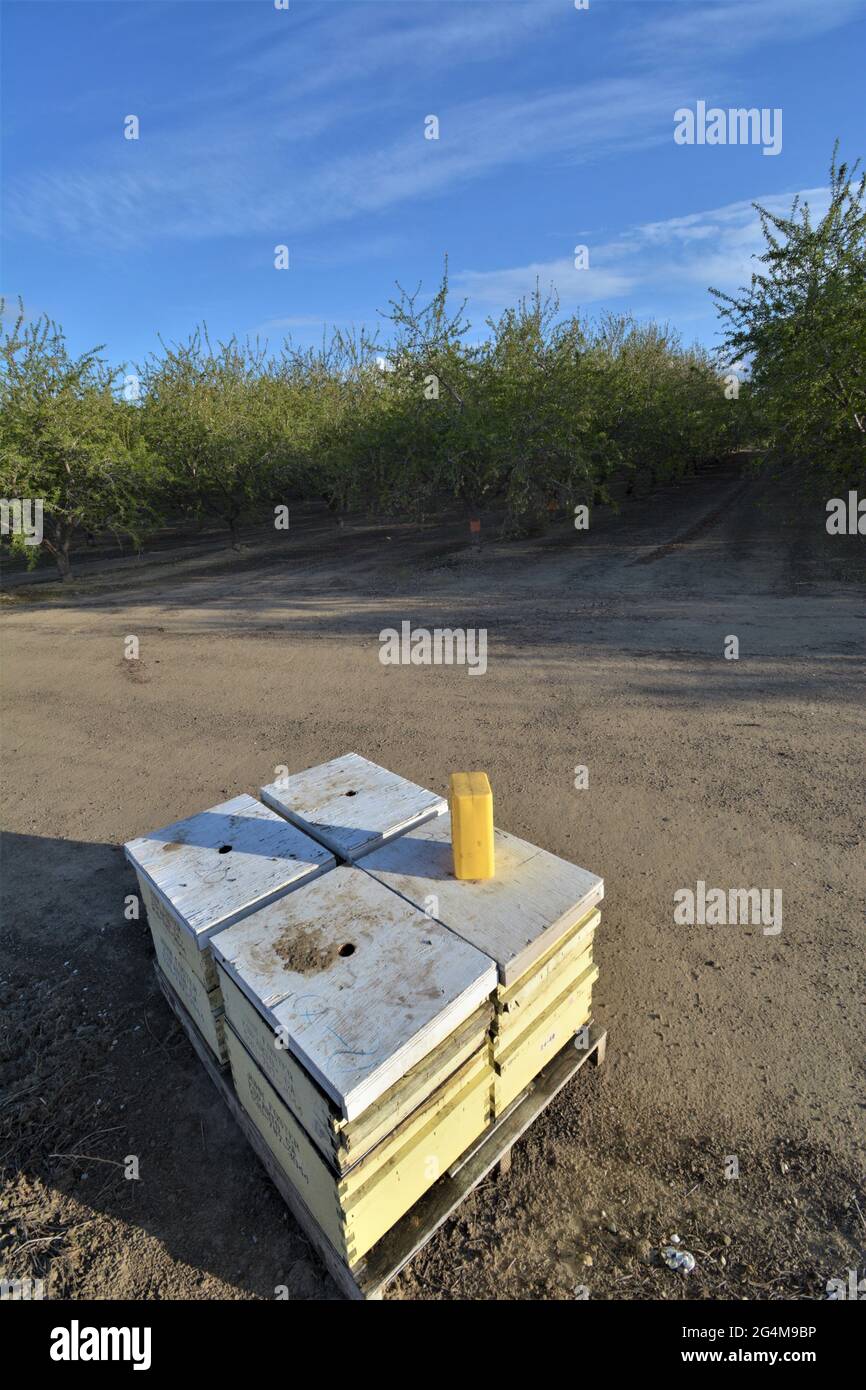 Bee hives for agricultural pollination of crops during the hive death ...