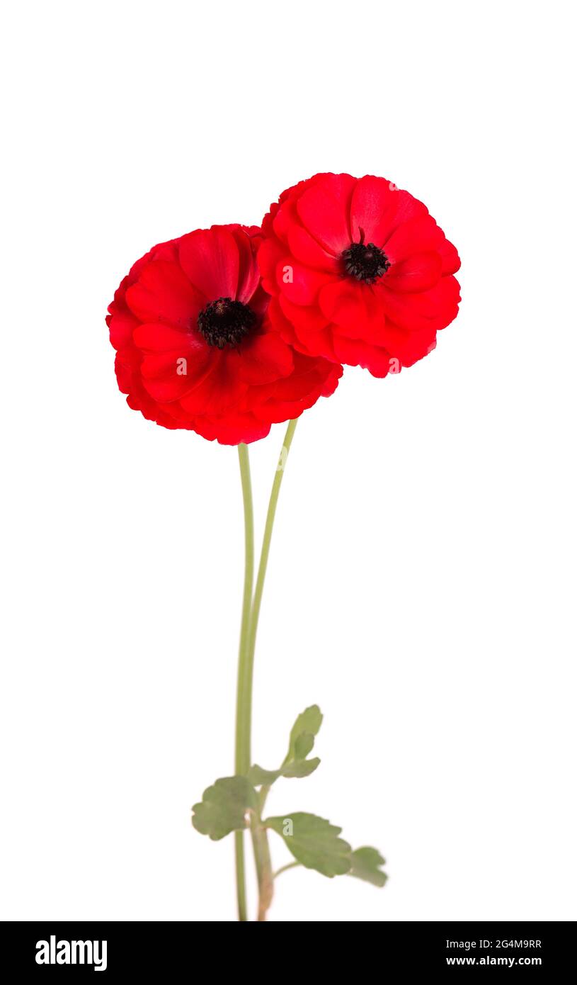 Red ranunculus asiaticus flower isolated on white background. Persian ...
