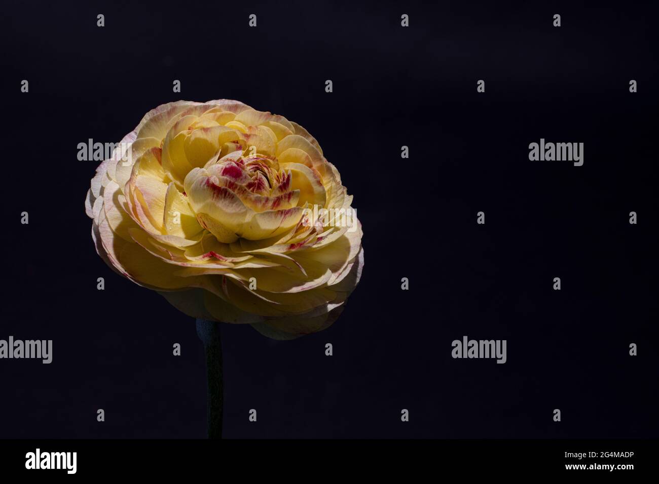 A single yellow ranunculus flower in the spotlight Stock Photo - Alamy