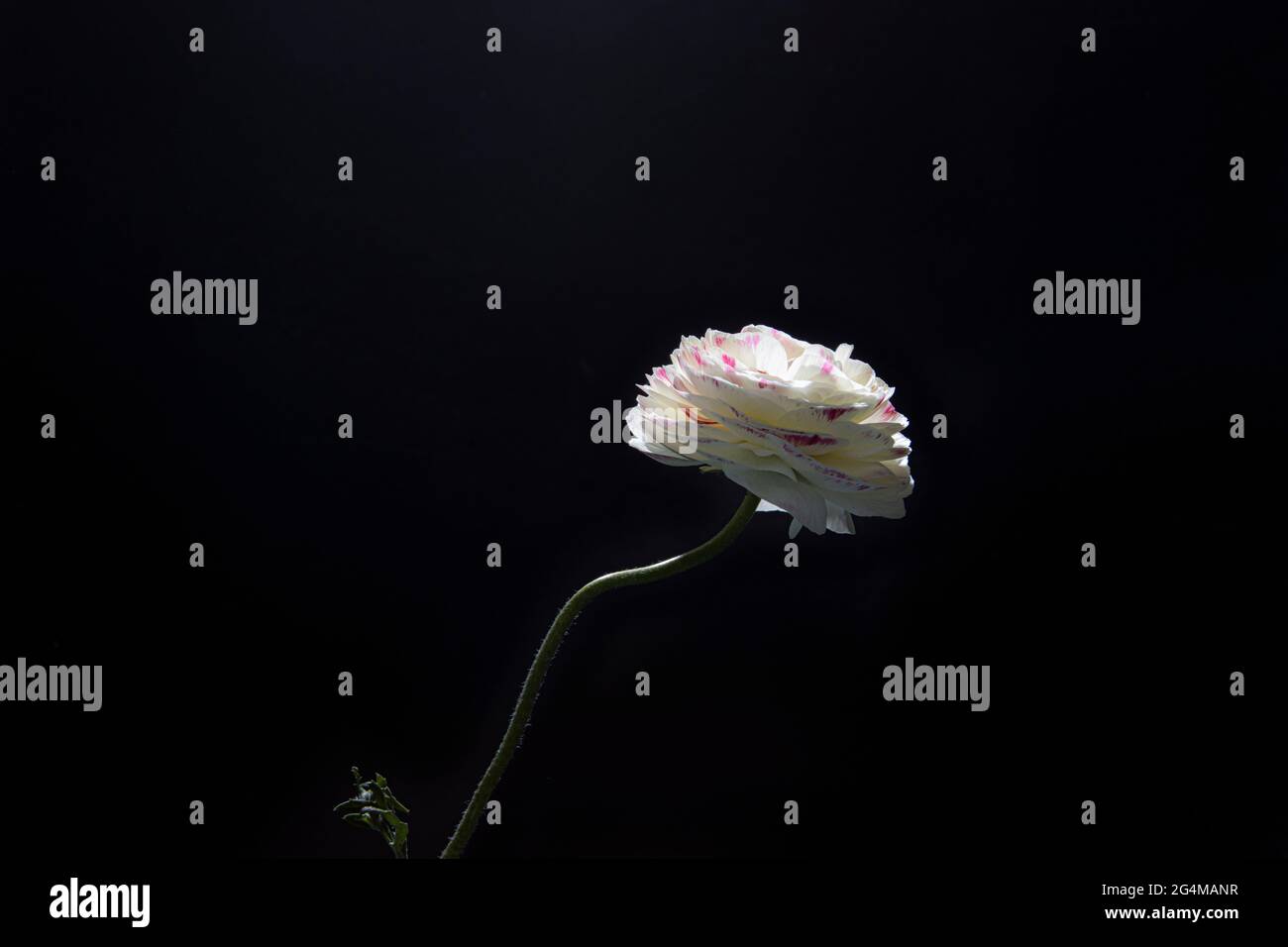 Cream ranunculus hi-res stock photography and images - Alamy