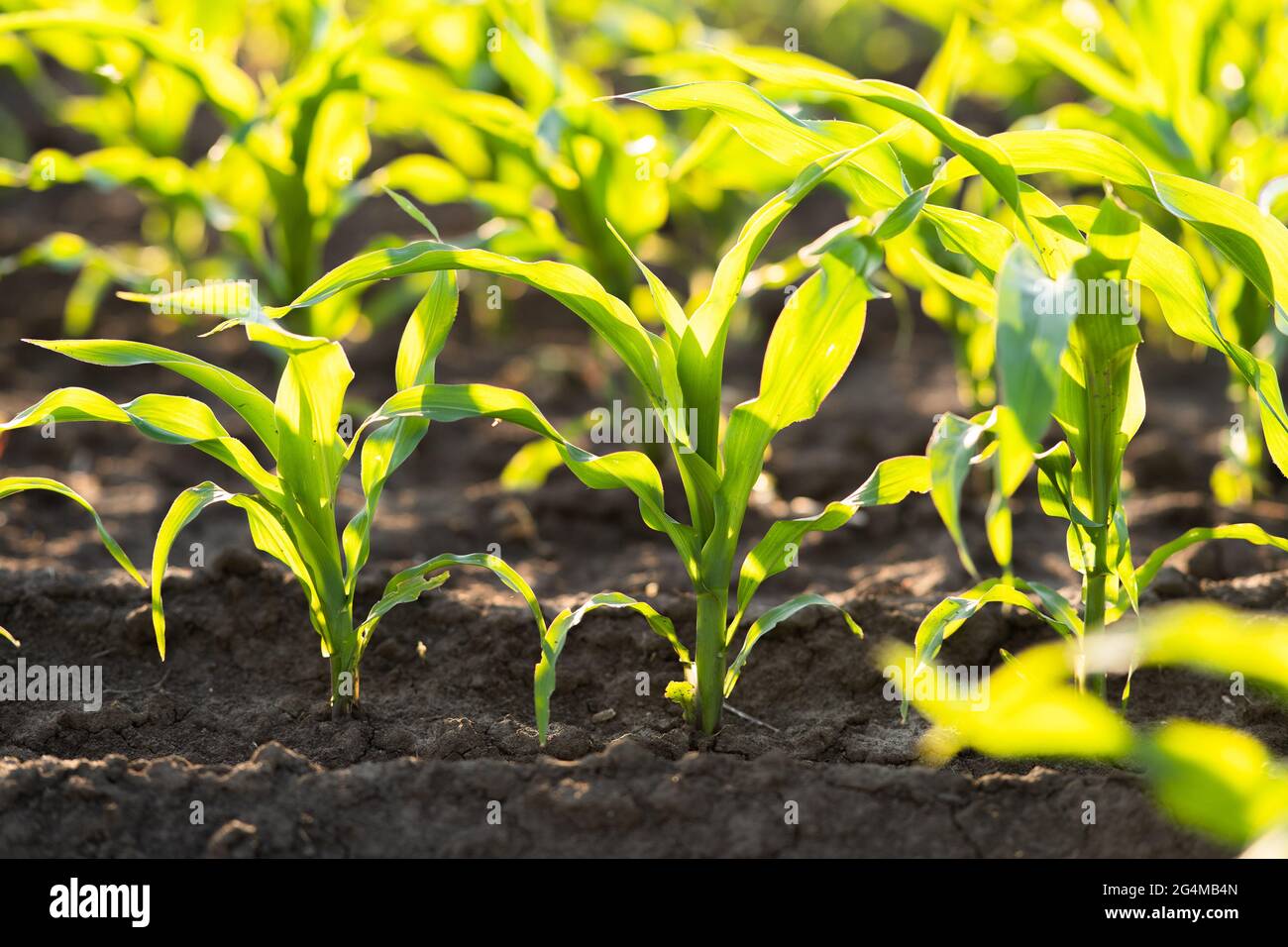 Open corn field at sunset.Corn field Stock Photo - Alamy