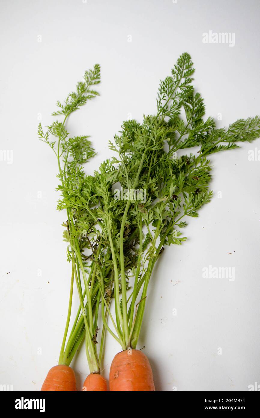 Carrot tops, isolated on a white background Stock Photo - Alamy