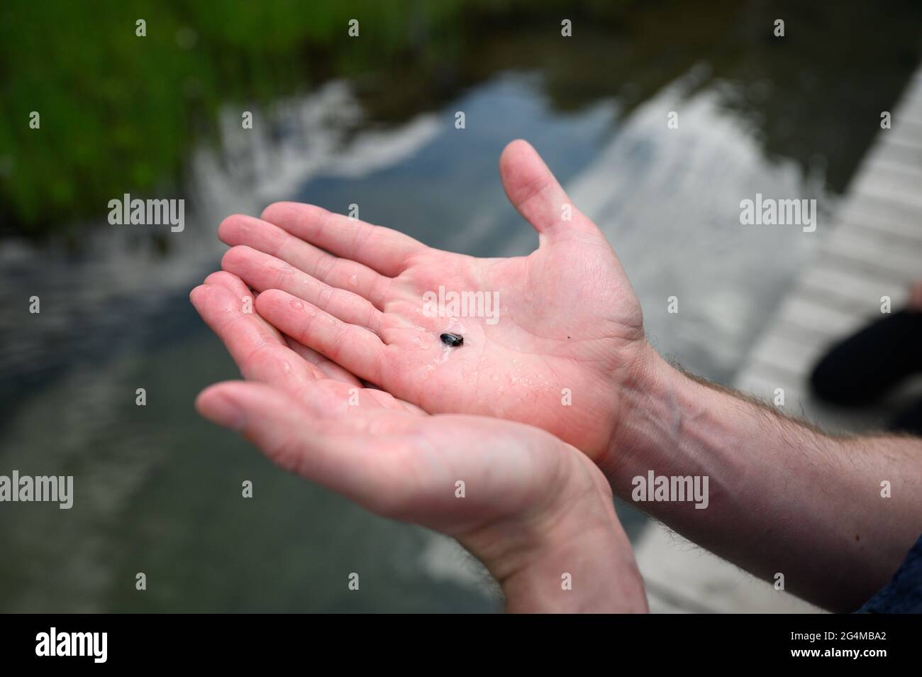 Tadpole hand hi-res stock photography and images - Alamy