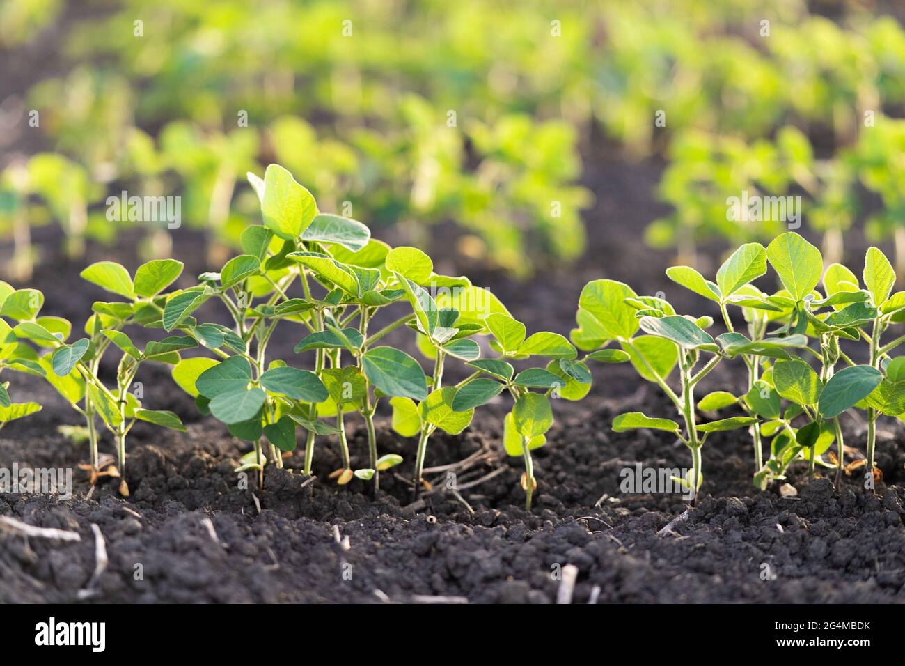 Open soybean field at sunset.Soybean field Stock Photo - Alamy