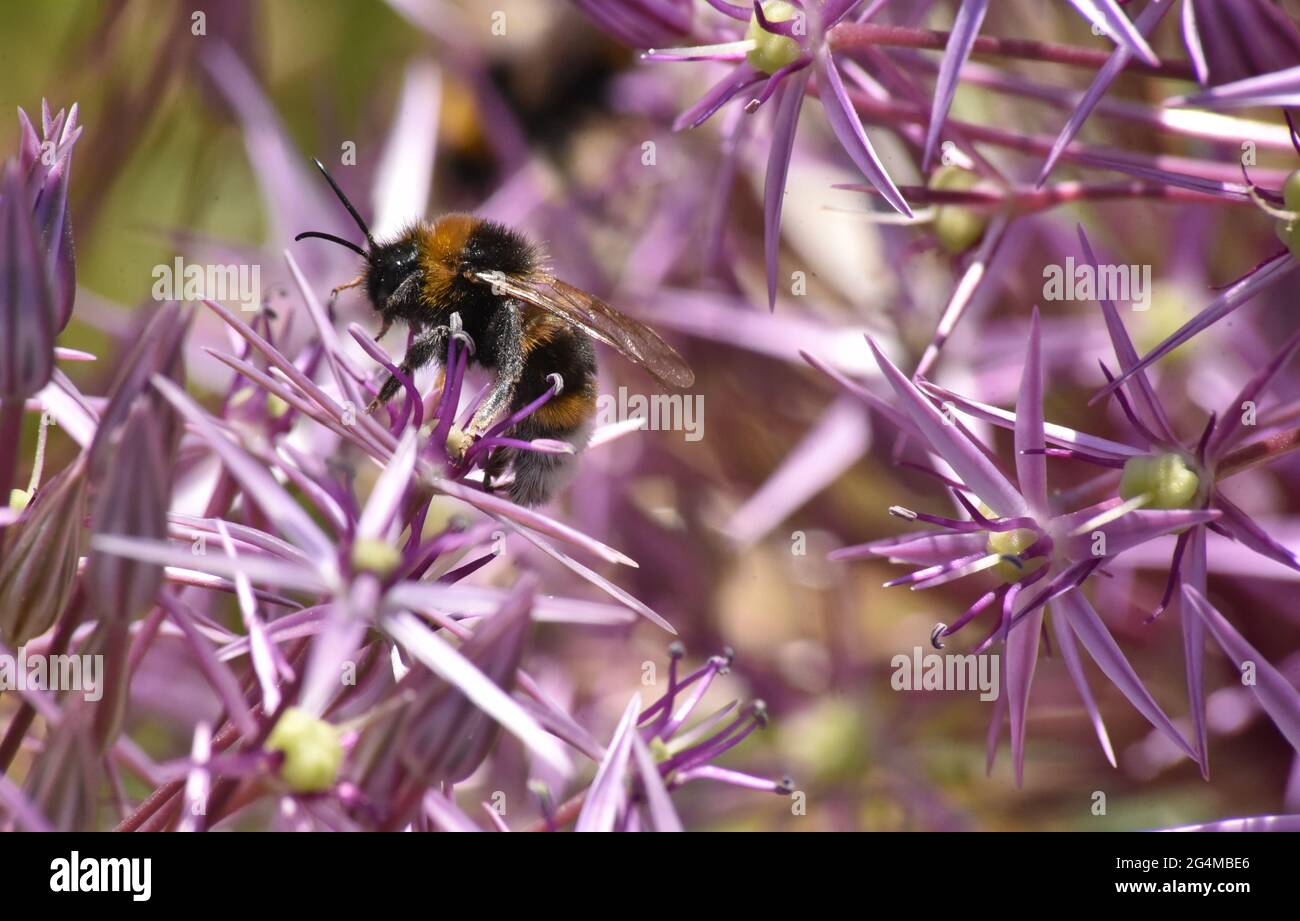 Bees collecting nectar of flowers hi-res stock photography and images ...
