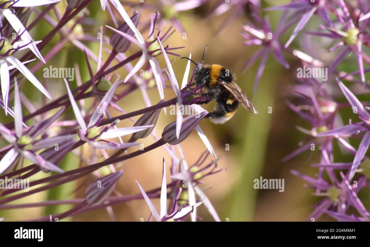 Bees collecting nectar from hi-res stock photography and images - Alamy